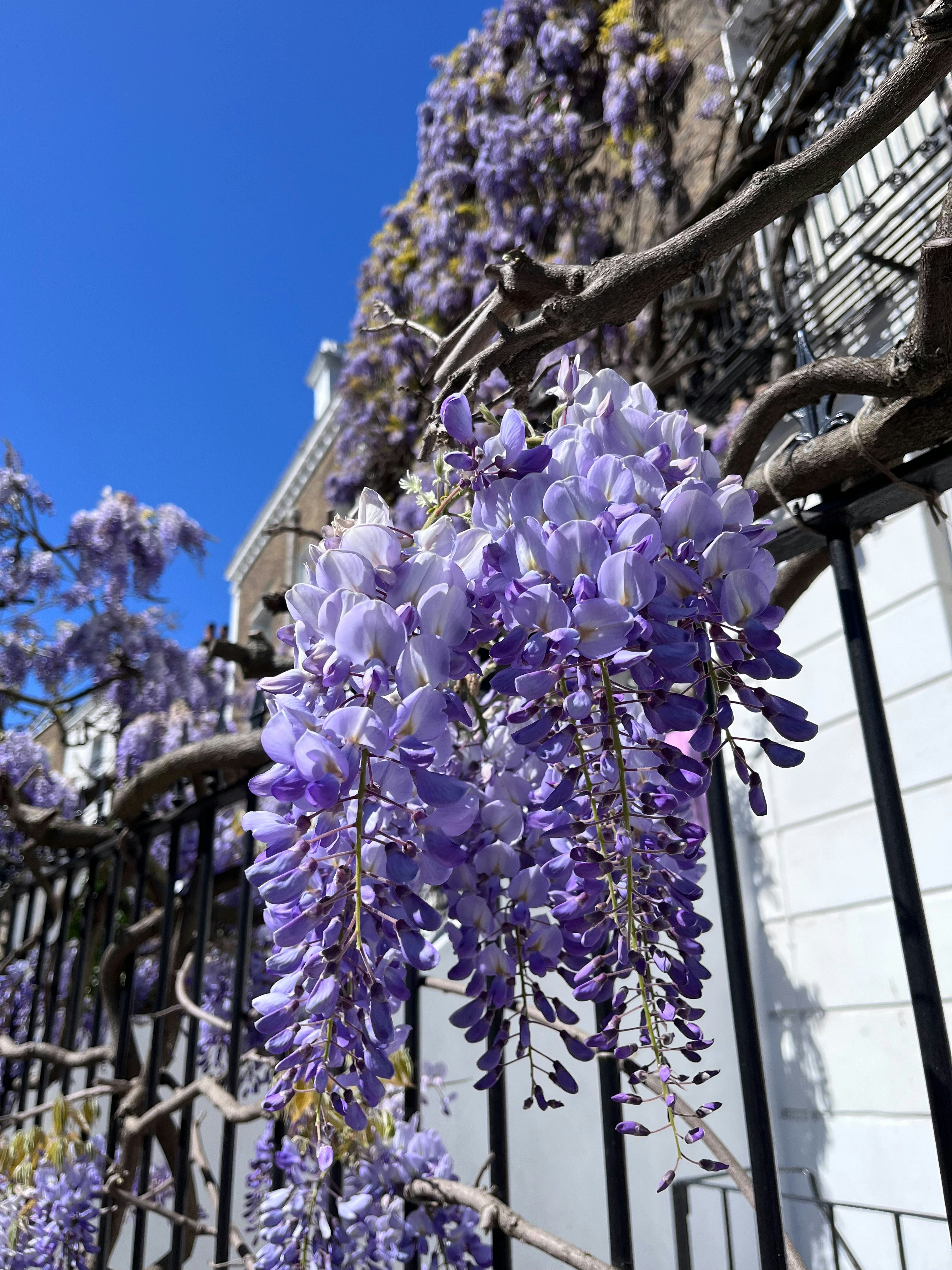 Cascade of Purple Blooms Clinging to a Wrought-Iron Arbor