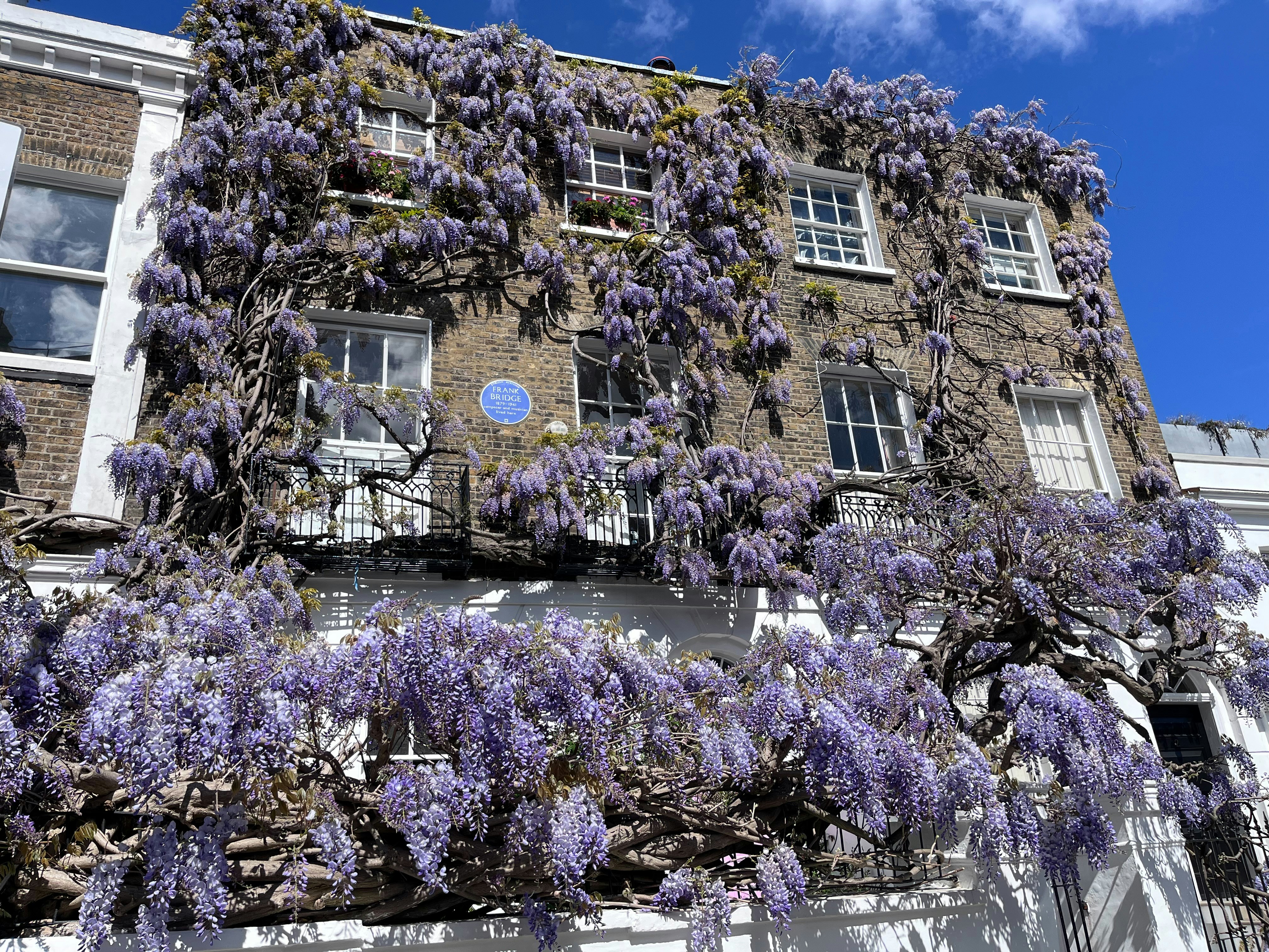 Wisteria Cascade Over a Brick Facade