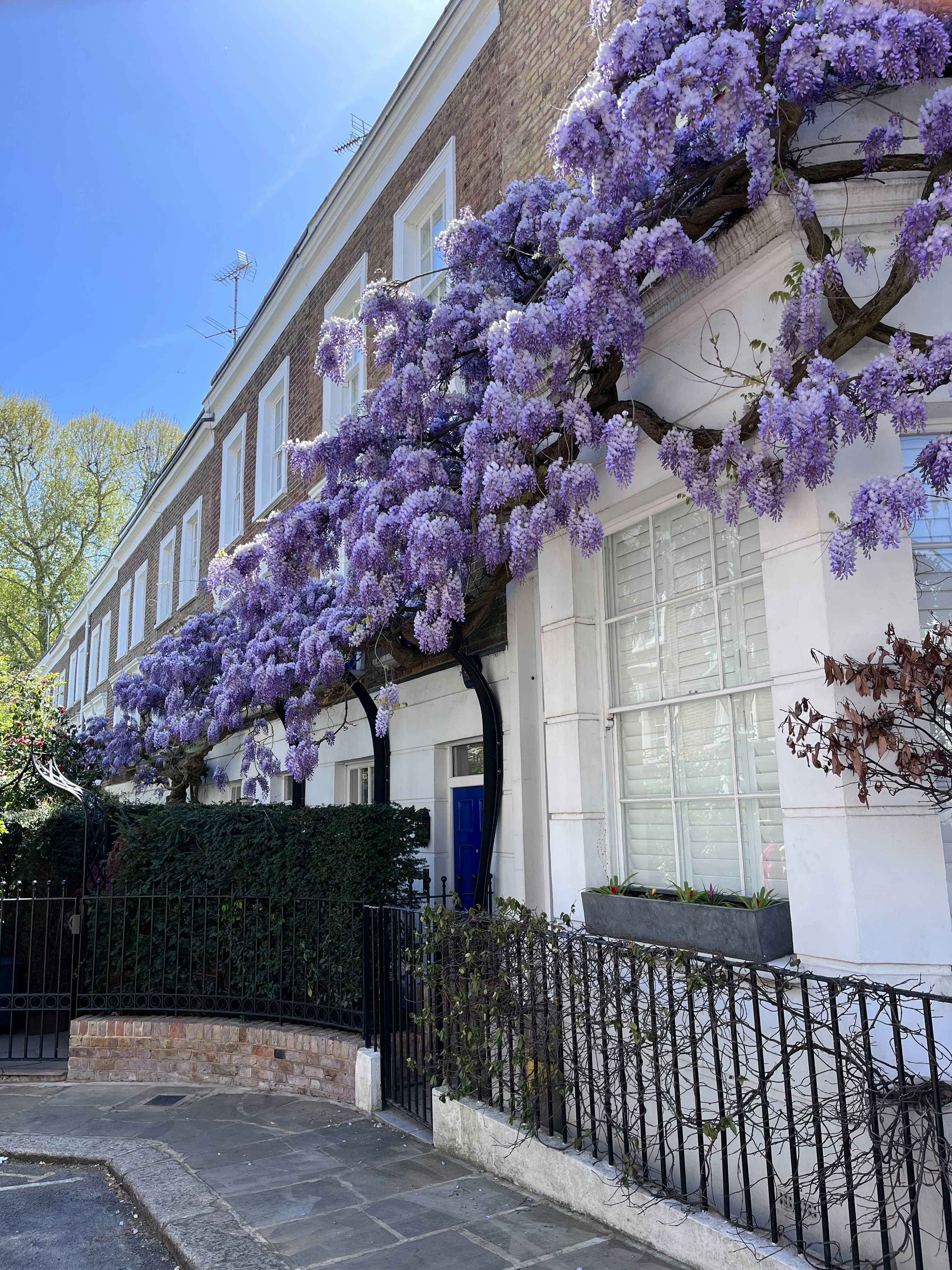 Lilac-clad townhouse: blooming cascade over a white façade