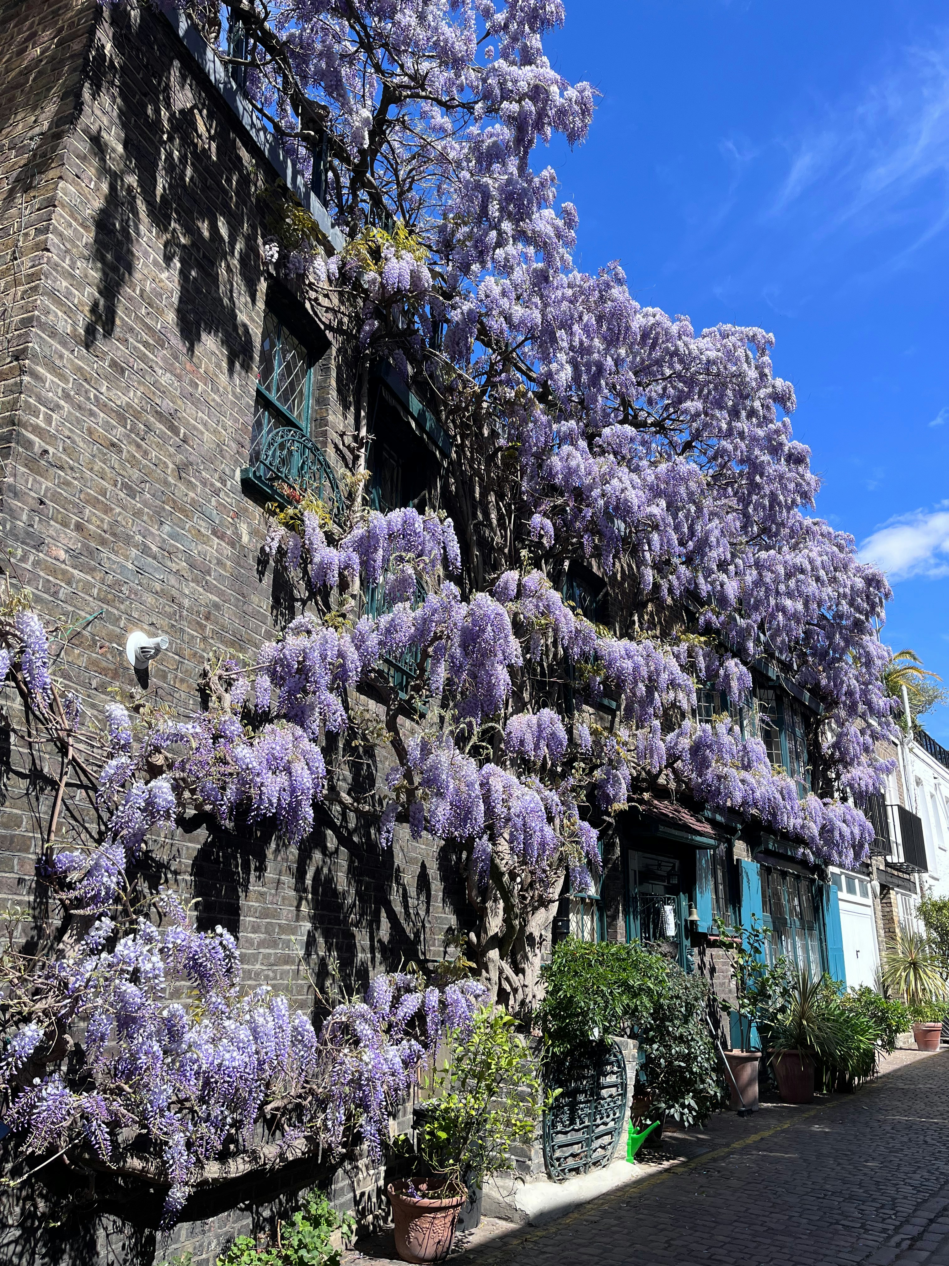 Wisteria on Brick: A Sunlit Alley Cloaked in Violet Veils