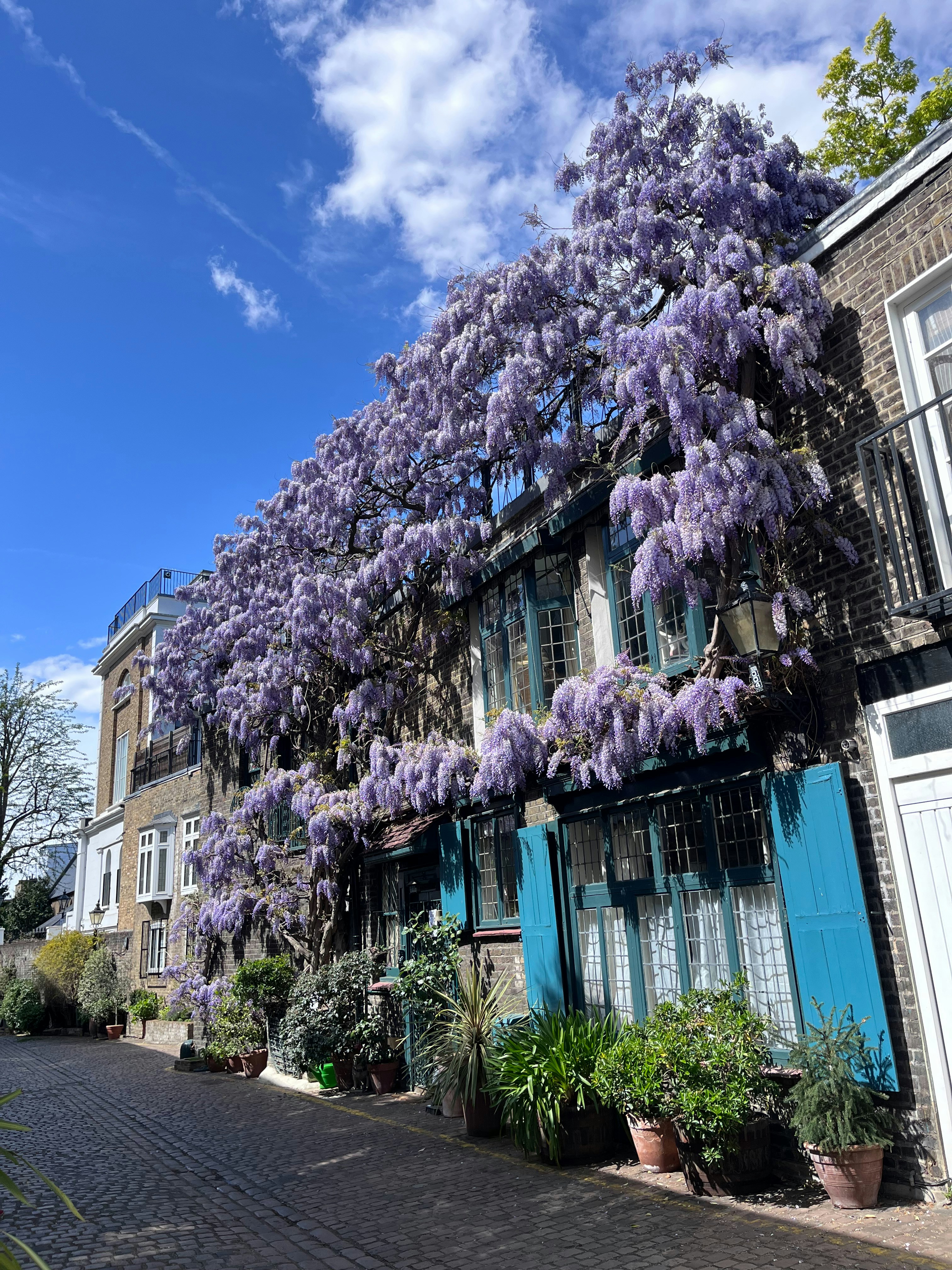 Wisteria blooming over a brick building with blue shutters.