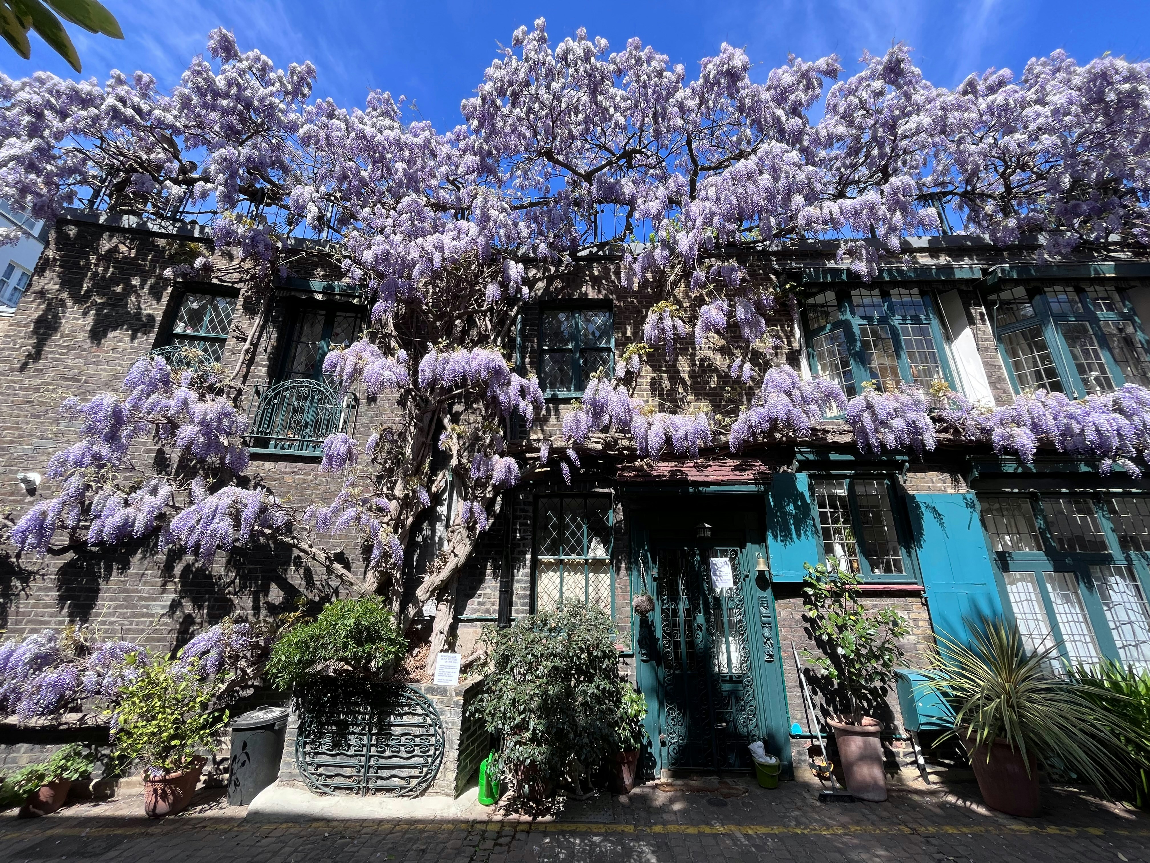 Blooms over Brickwork: A Wisteria-draped Courtyard Facade