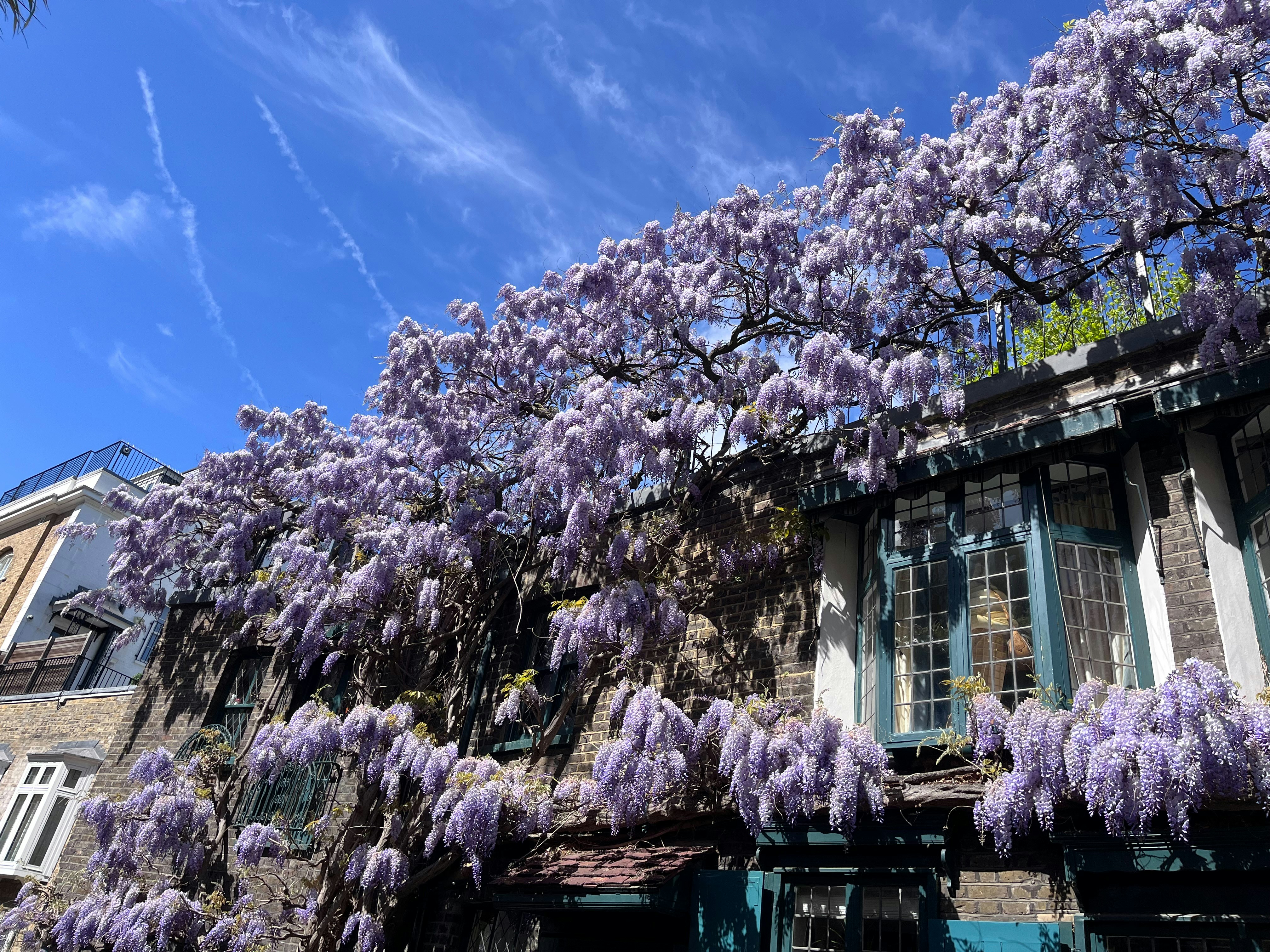 Cascade of Lavender Blossoms Over a Brick Facade