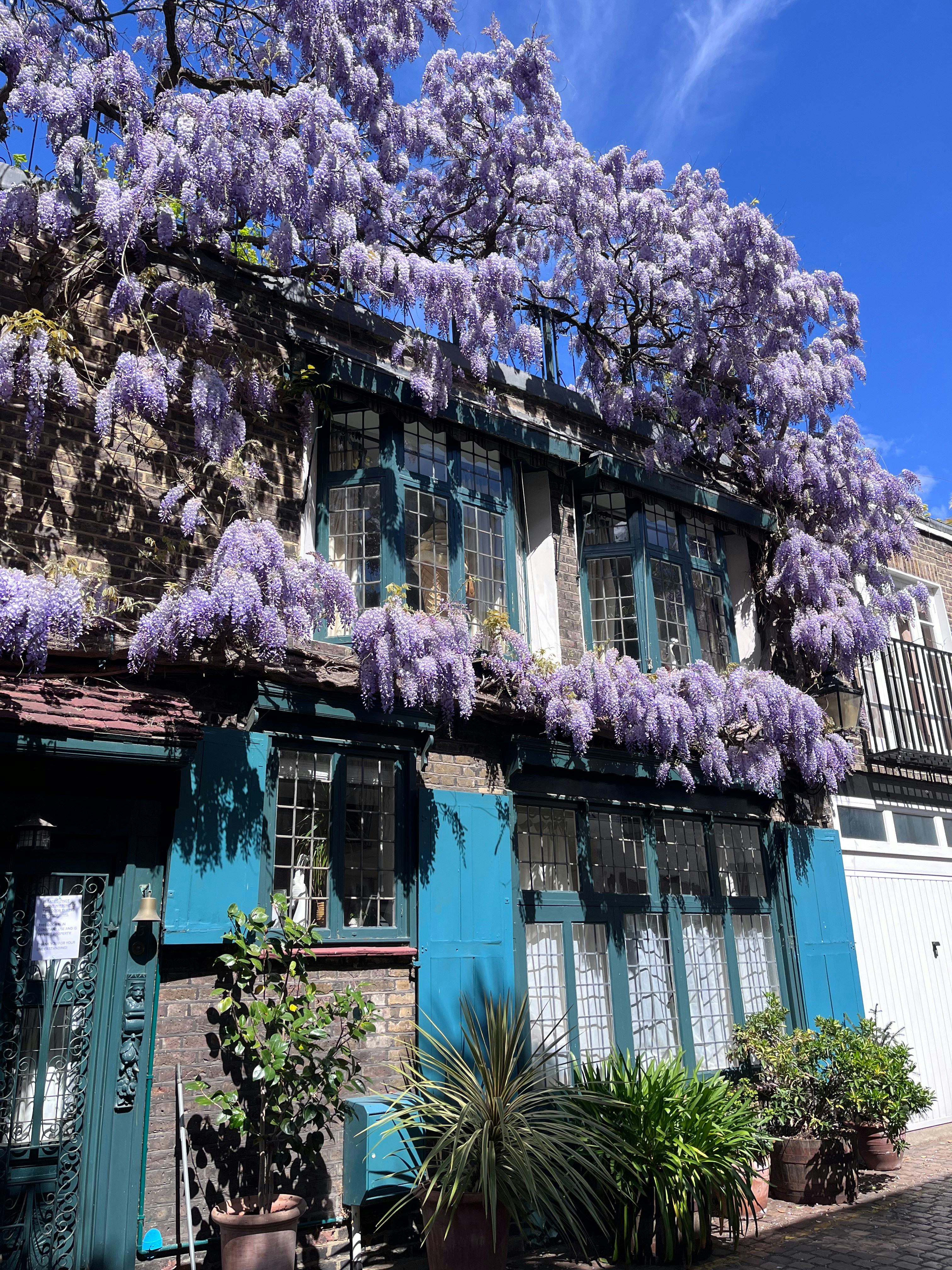 Wisteria Over Blue Doors: A Charming Townhouse Bordered by Blossoms