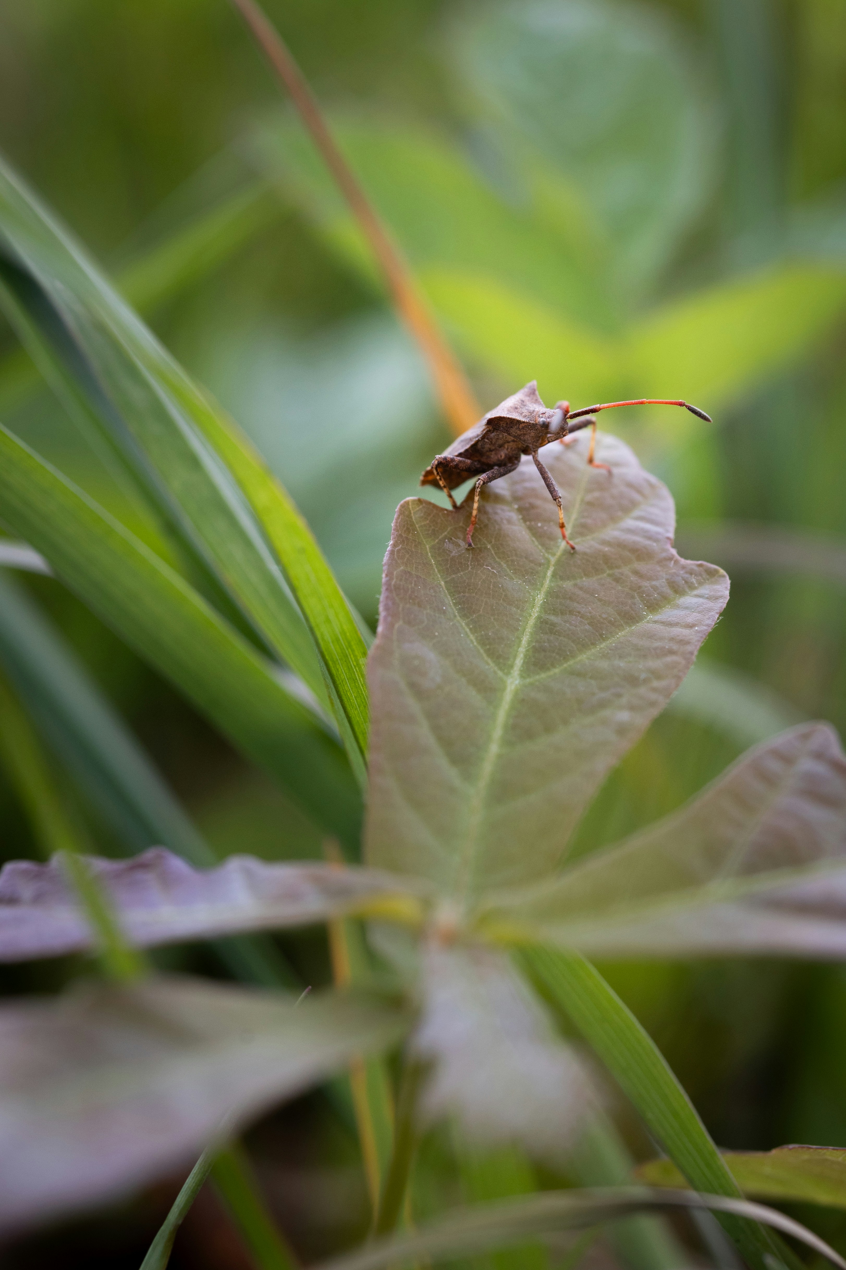 Leaf Cloaked Beetle: A Tiny Hunter on a Quiet Palmate Leaf
