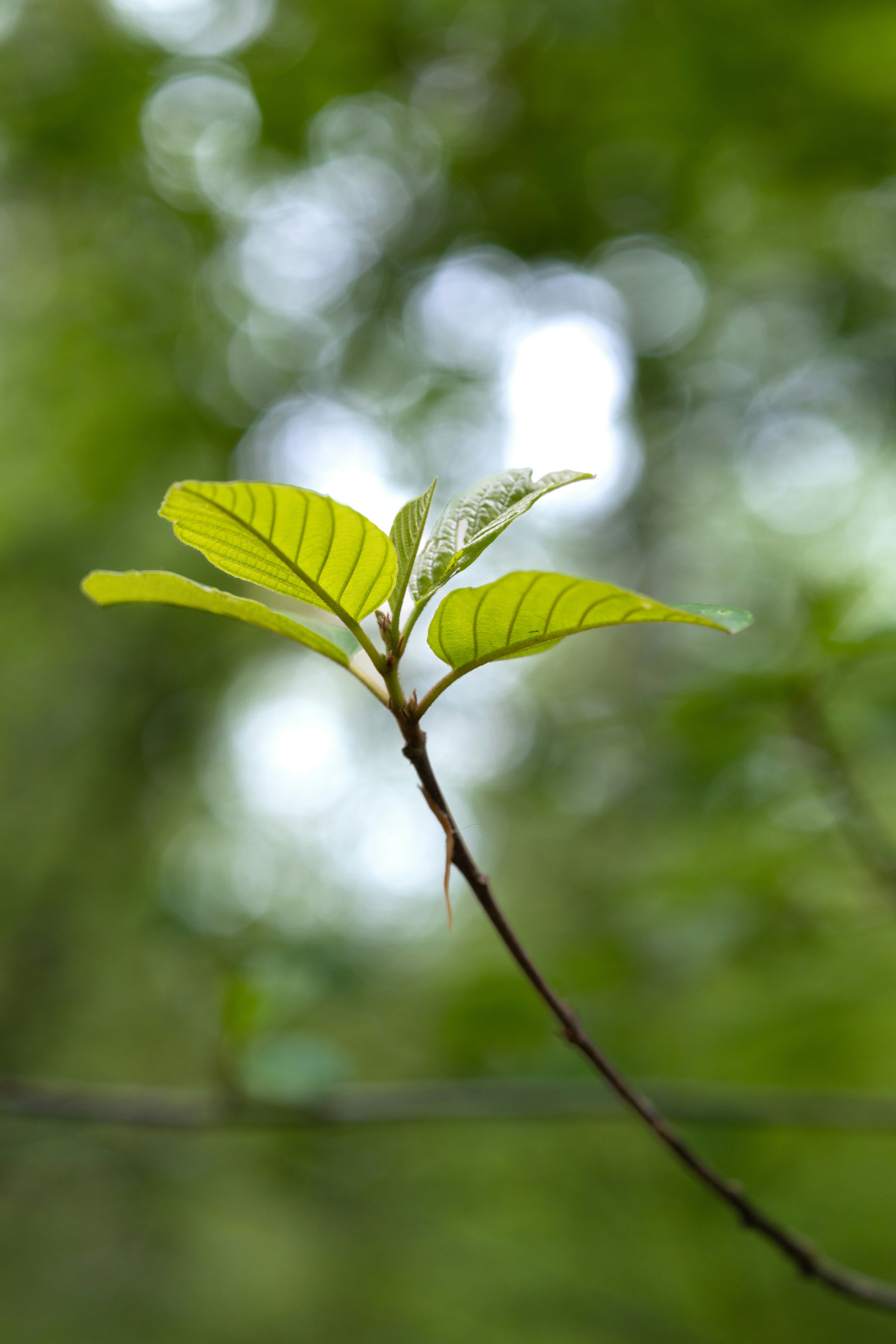 Emergent Spring Shoot Reaching for Light