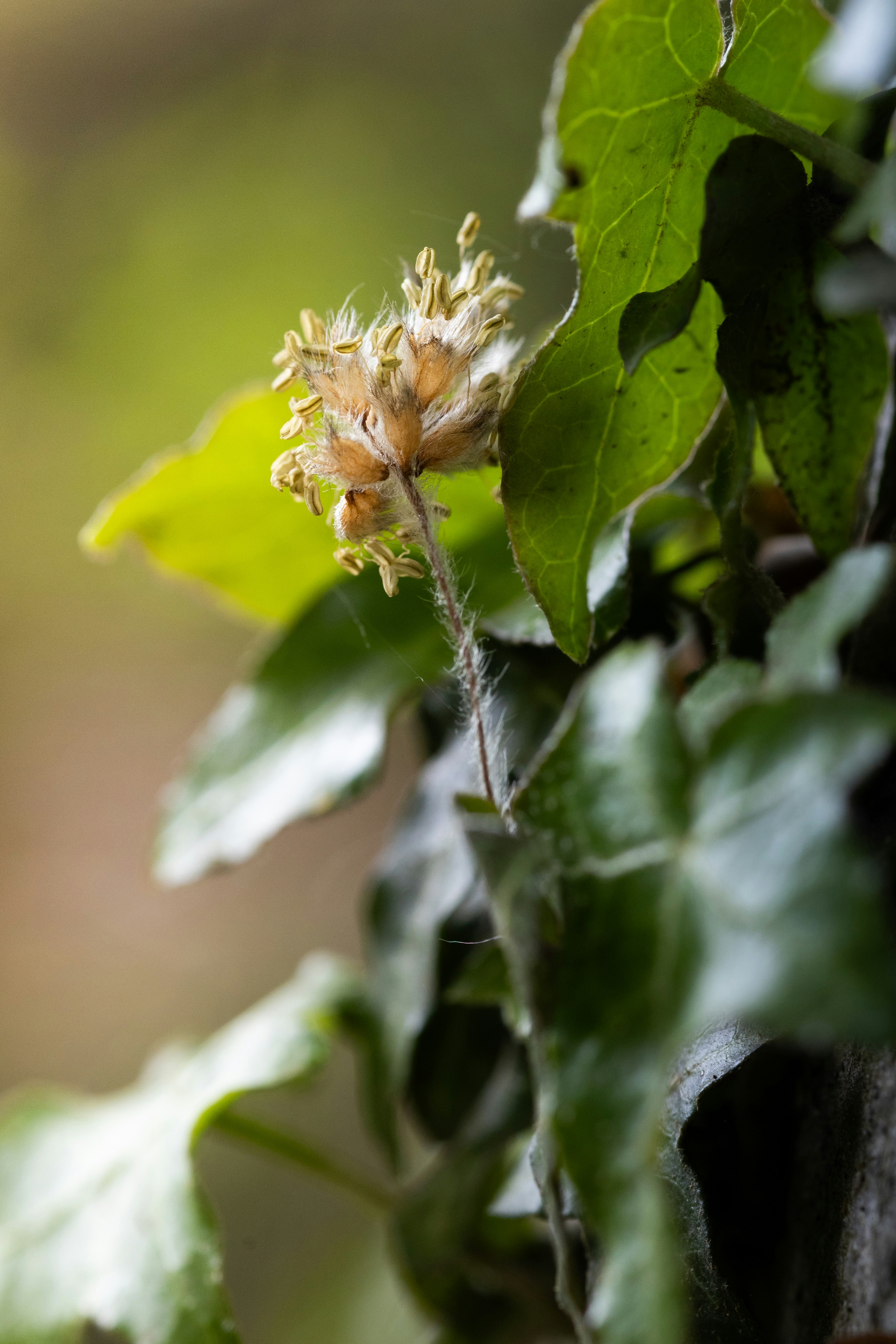 Flower Seed Head Amid Green Veins: A Quiet Close-Up
