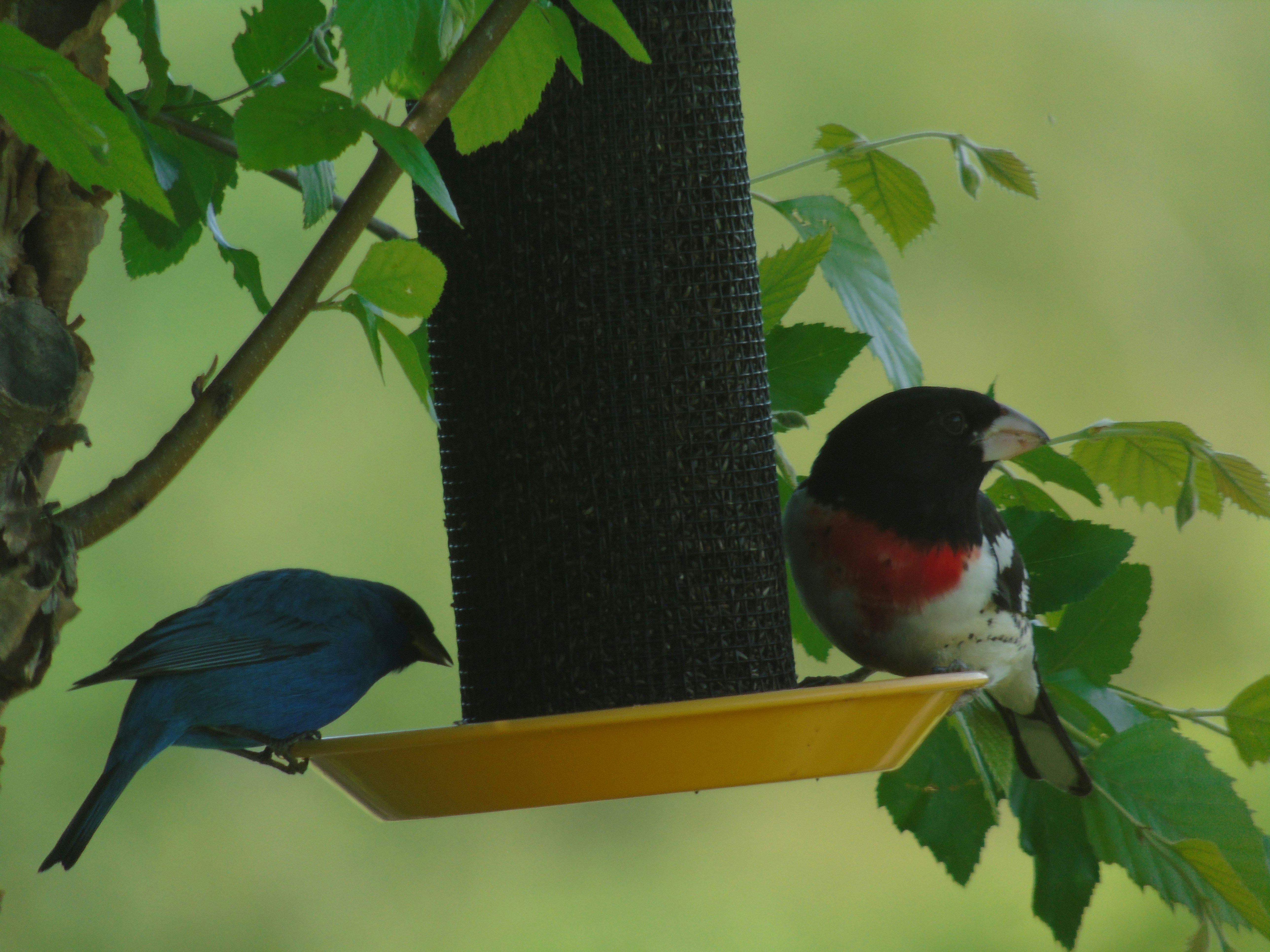 Birds at the Seed Tray: Dual perch by the feeder