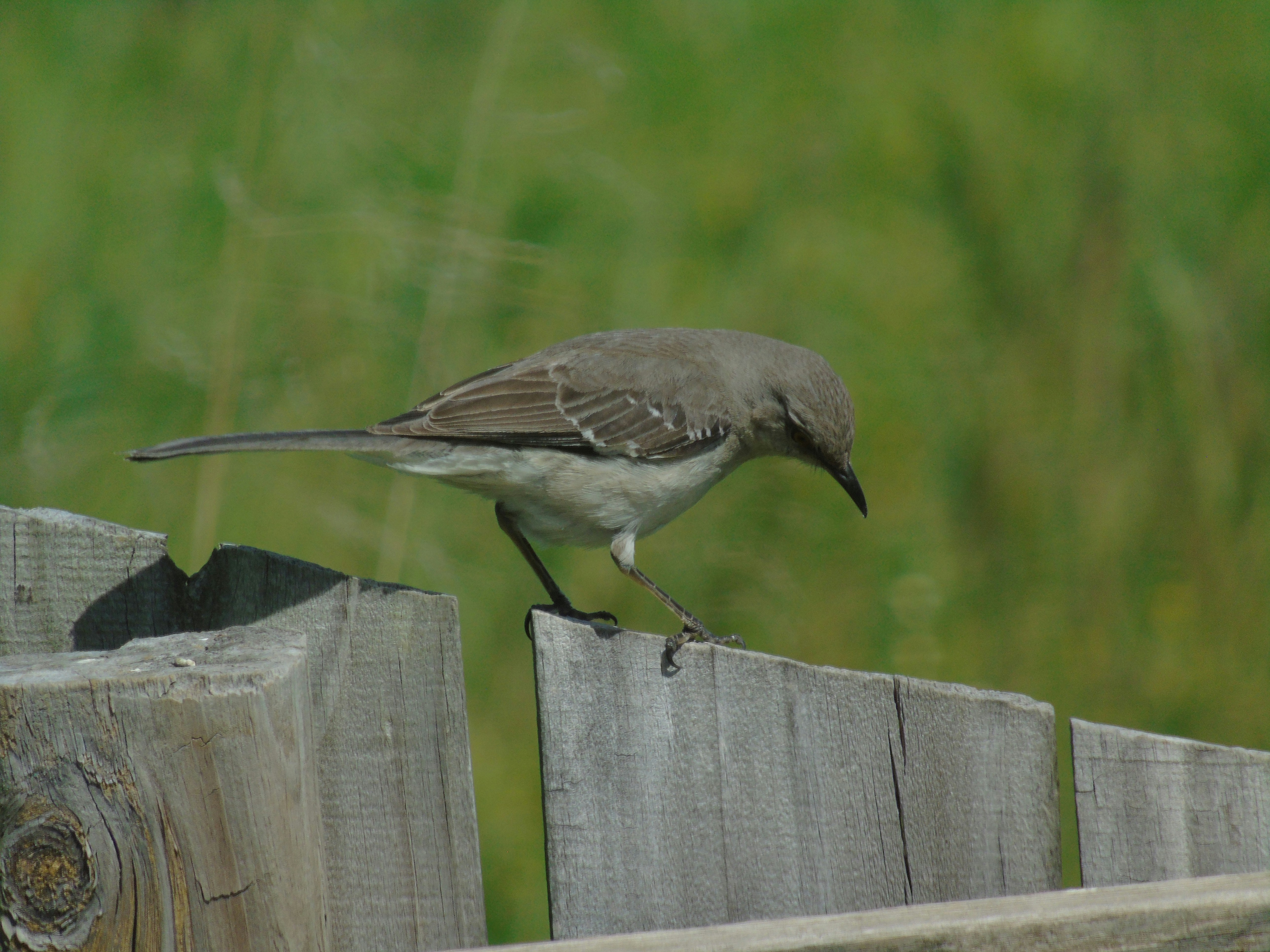 Perched on Weathered Fence, a Grey Warbler Scans the Grass