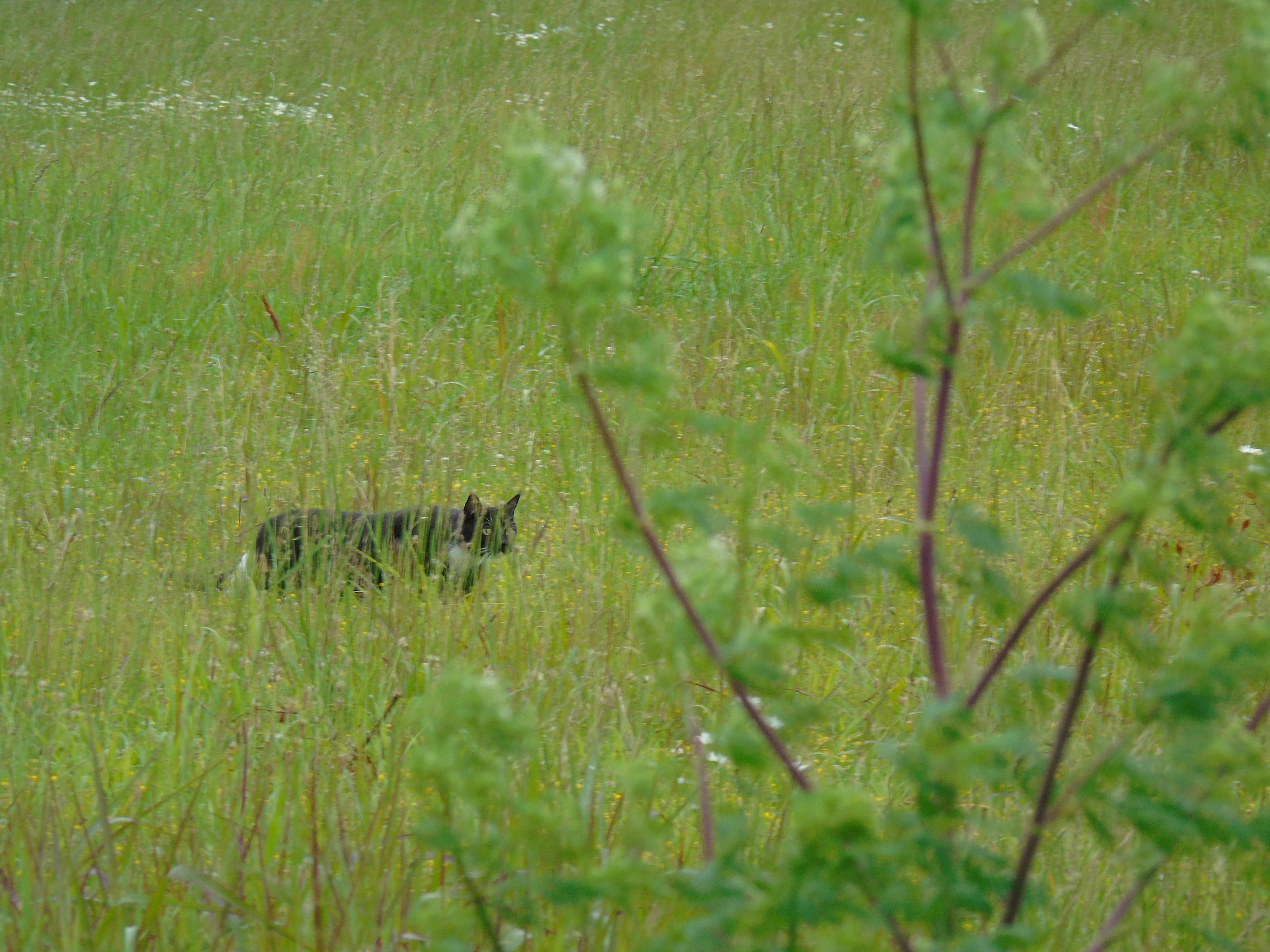 Hidden lynx in the meadow: a low-profile glimpse through tall grass