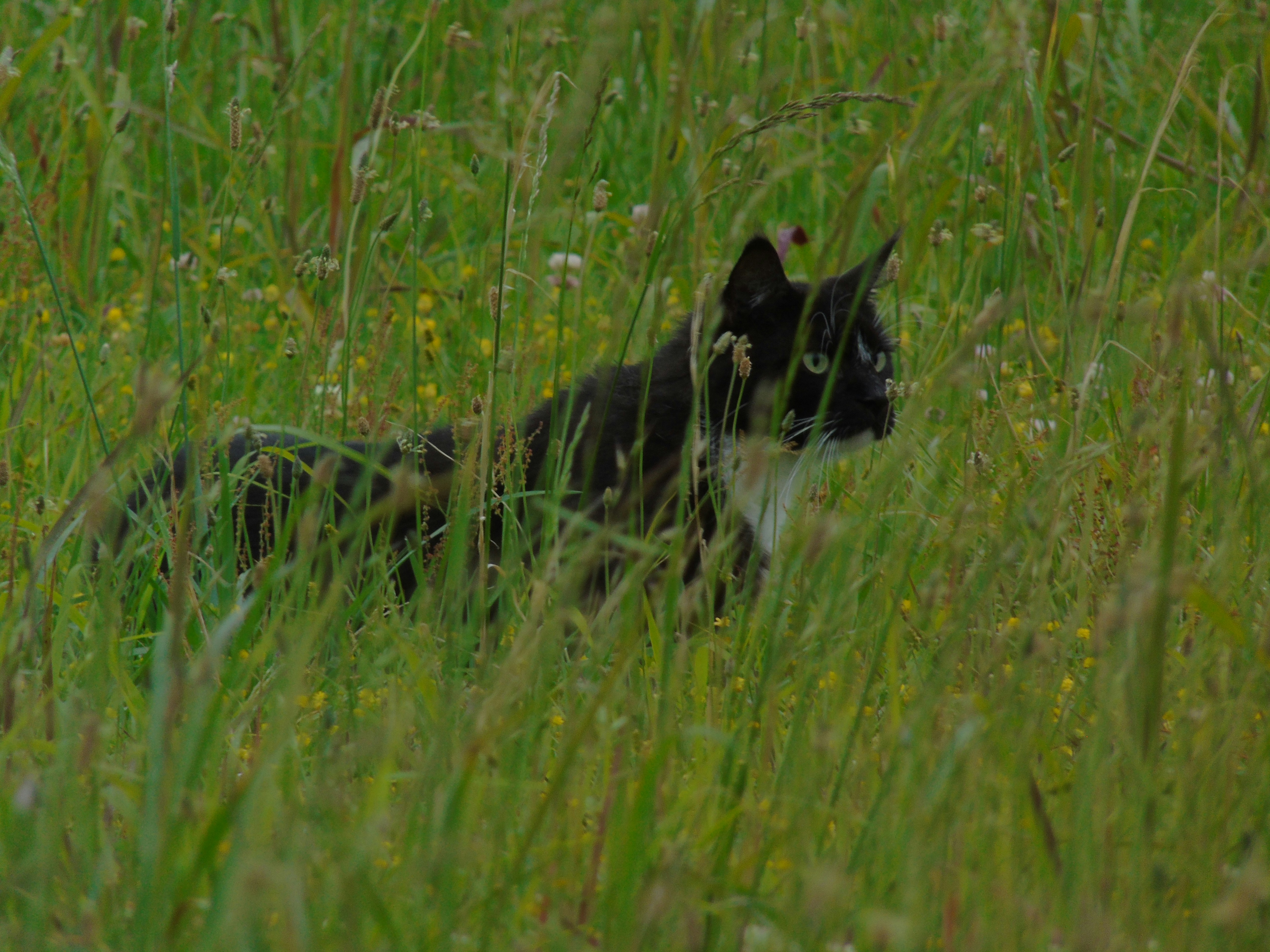 Hidden Hunter: Black Cat Silhouetted in Meadow