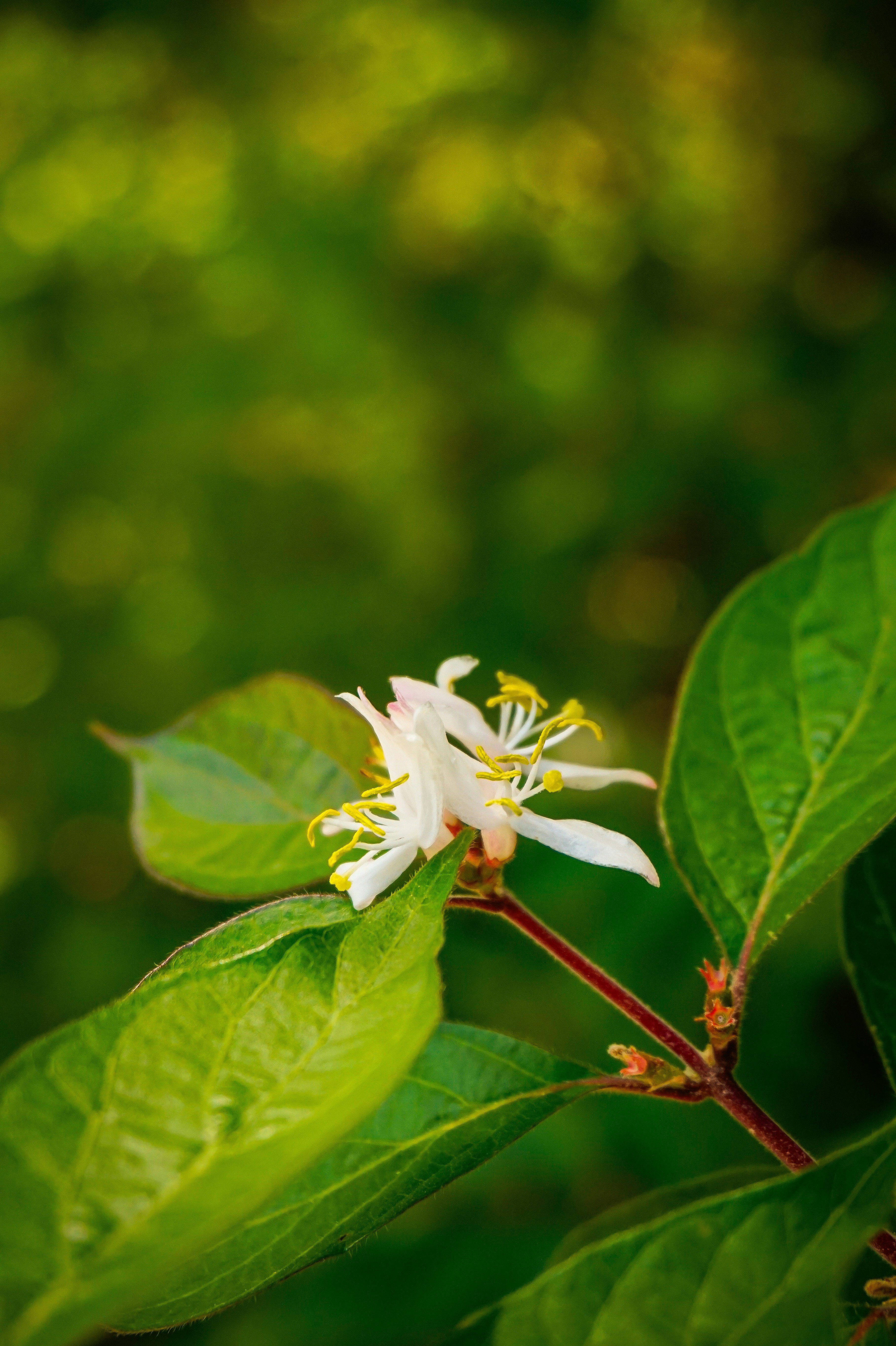 Blooming Whisper: A White Floral Taproot Amid Green Veil