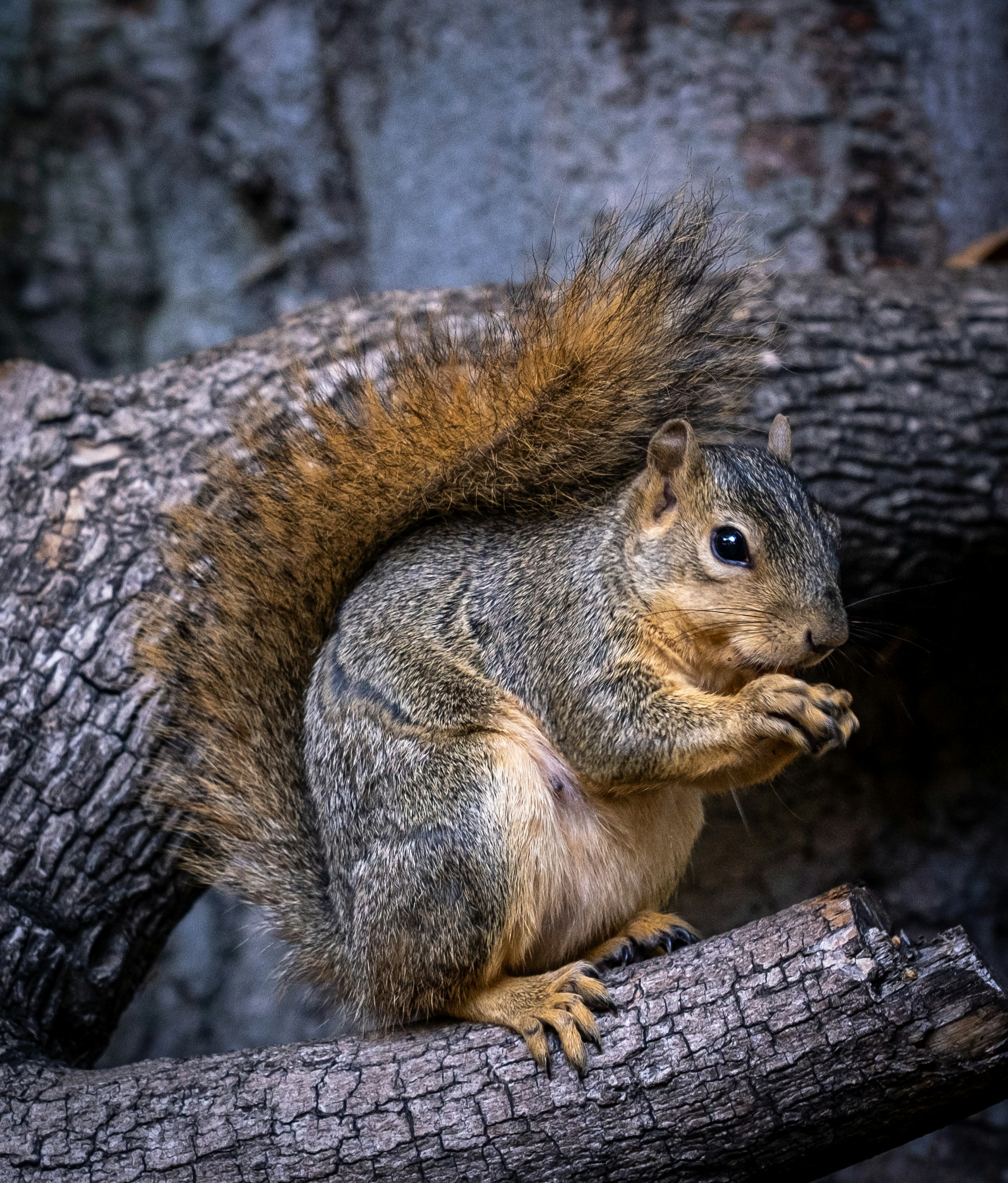 Squirrel on a Rough Barked Stage, Mid-Meal Pause