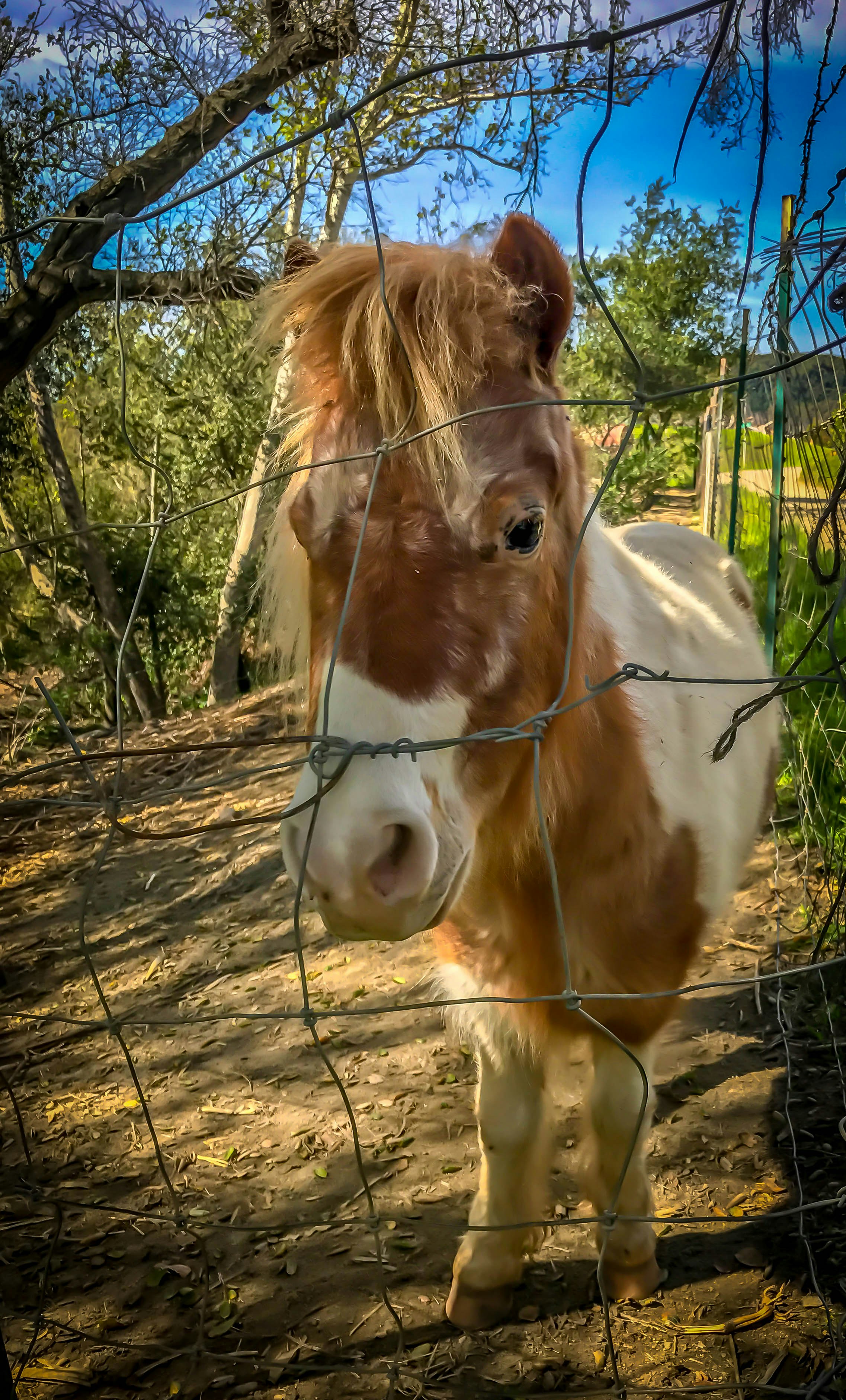Fence-Forward Portrait of a Palomino Pony Under Sunlit Branches