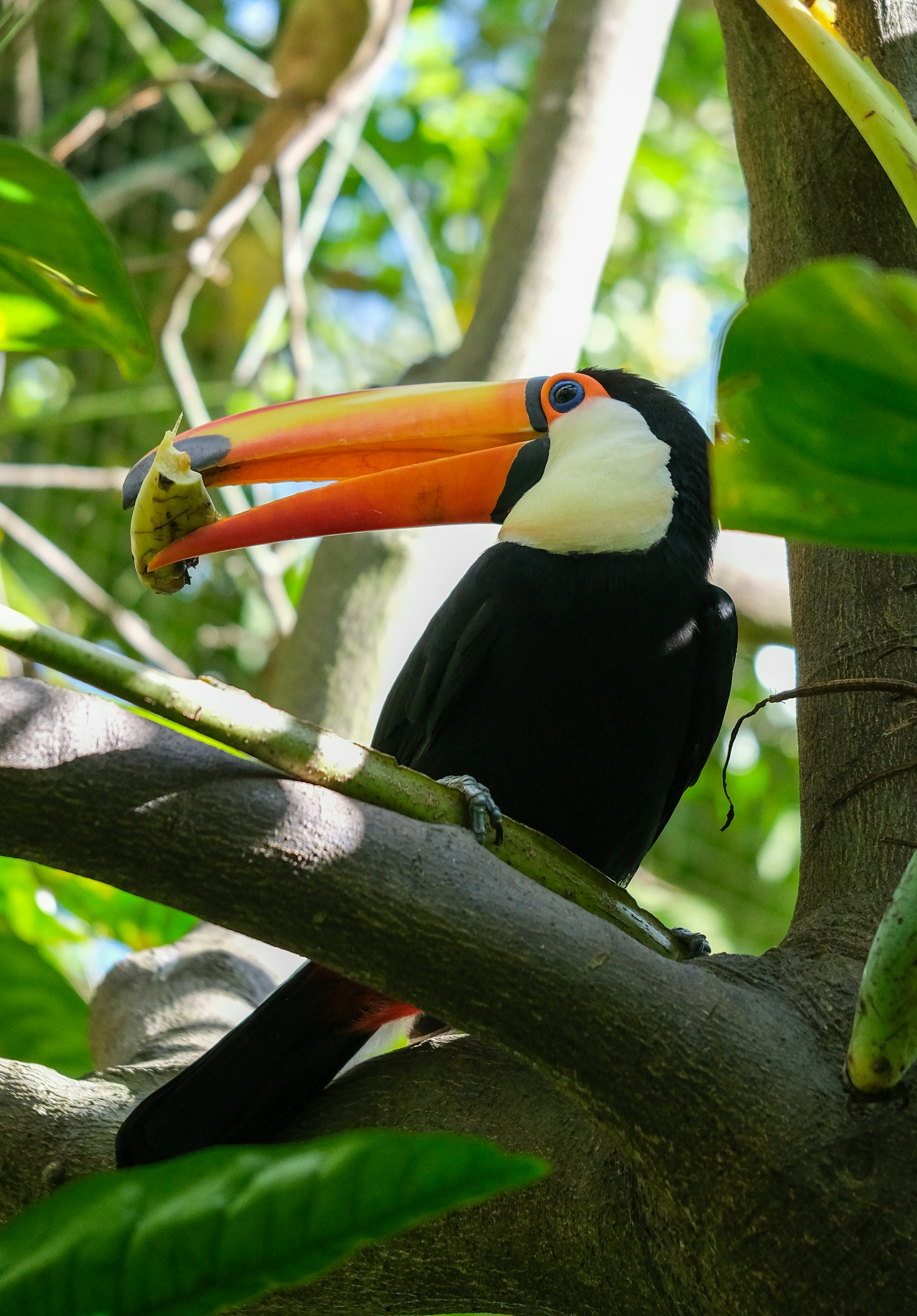 Scarlet Beak in the Canopy: A Toucan's Noon Rest