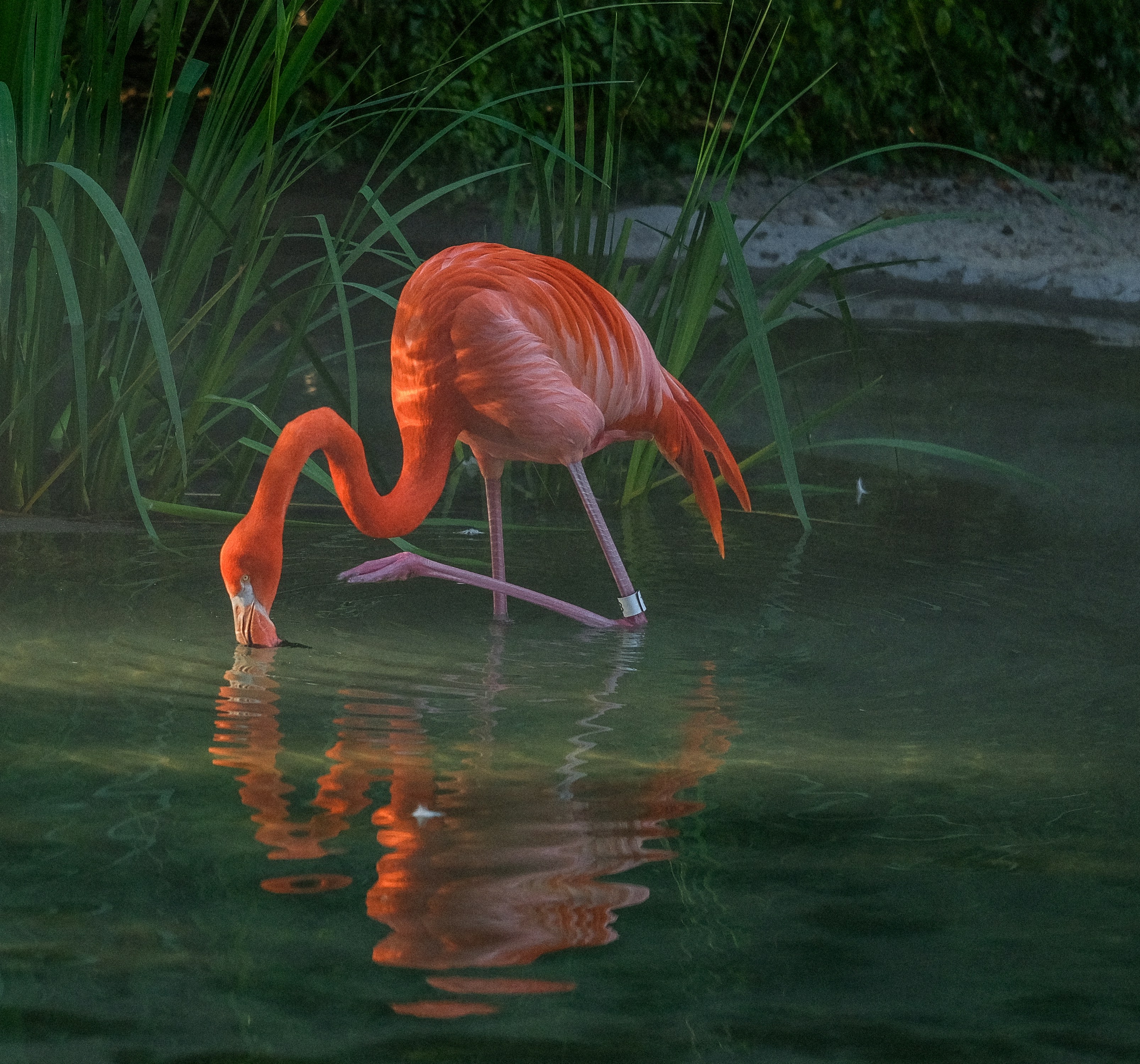 Crimson Egret Dipping Beneath Morning Greens