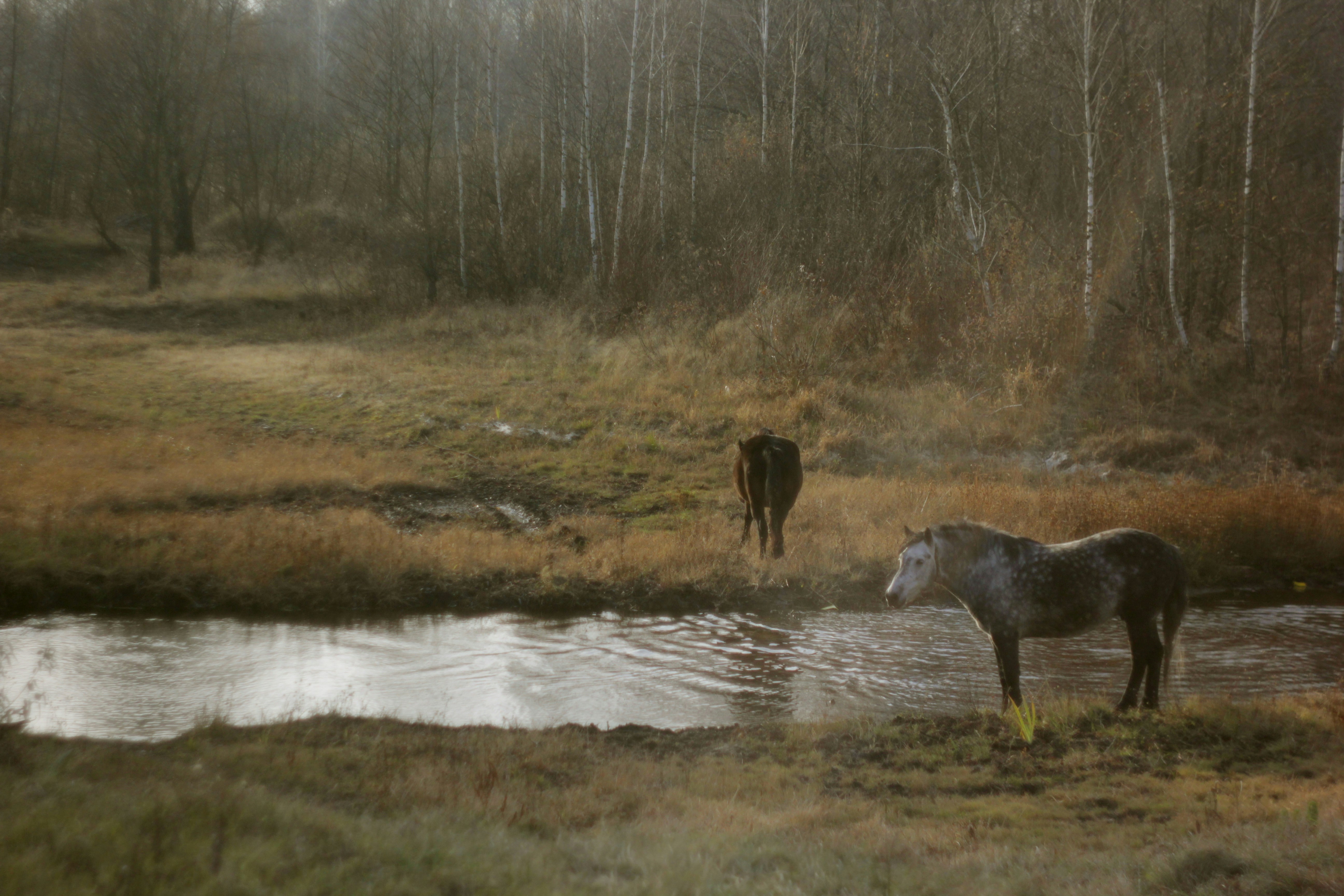 Horses at the Quiet River Bend