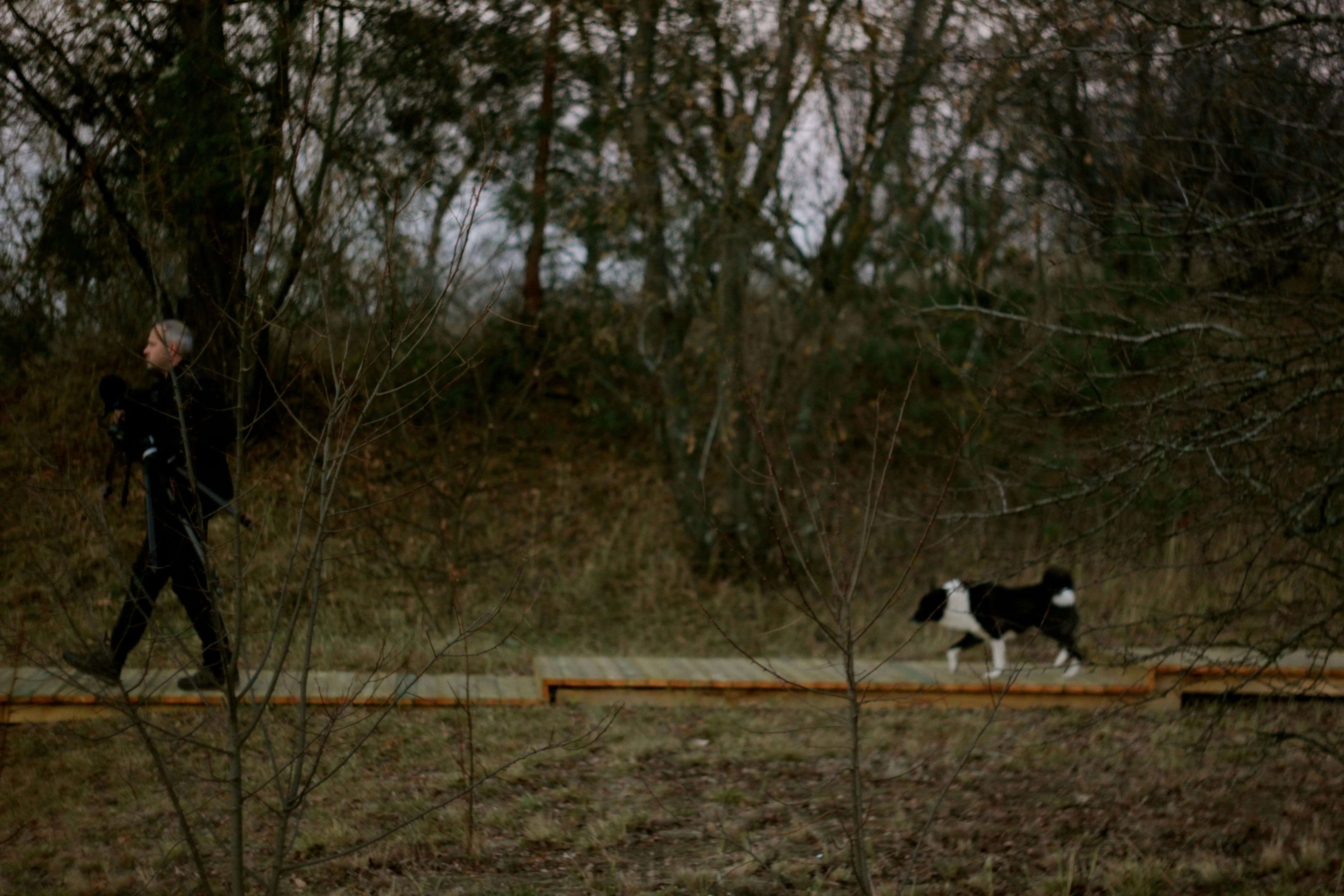 Runner and Border Collie in a Quiet Park Path