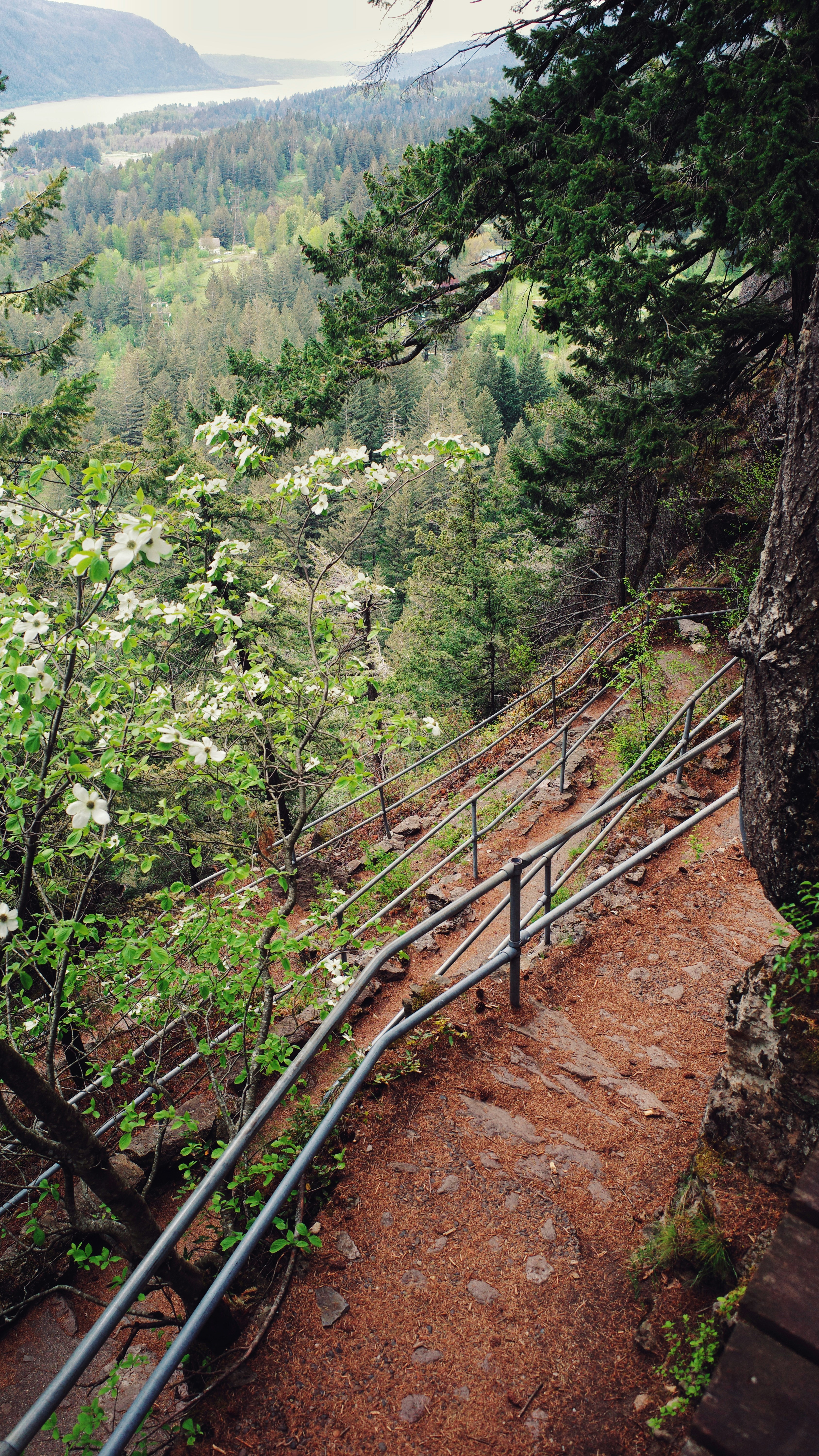 Ridgetop Trail Winding Through Misty Pines