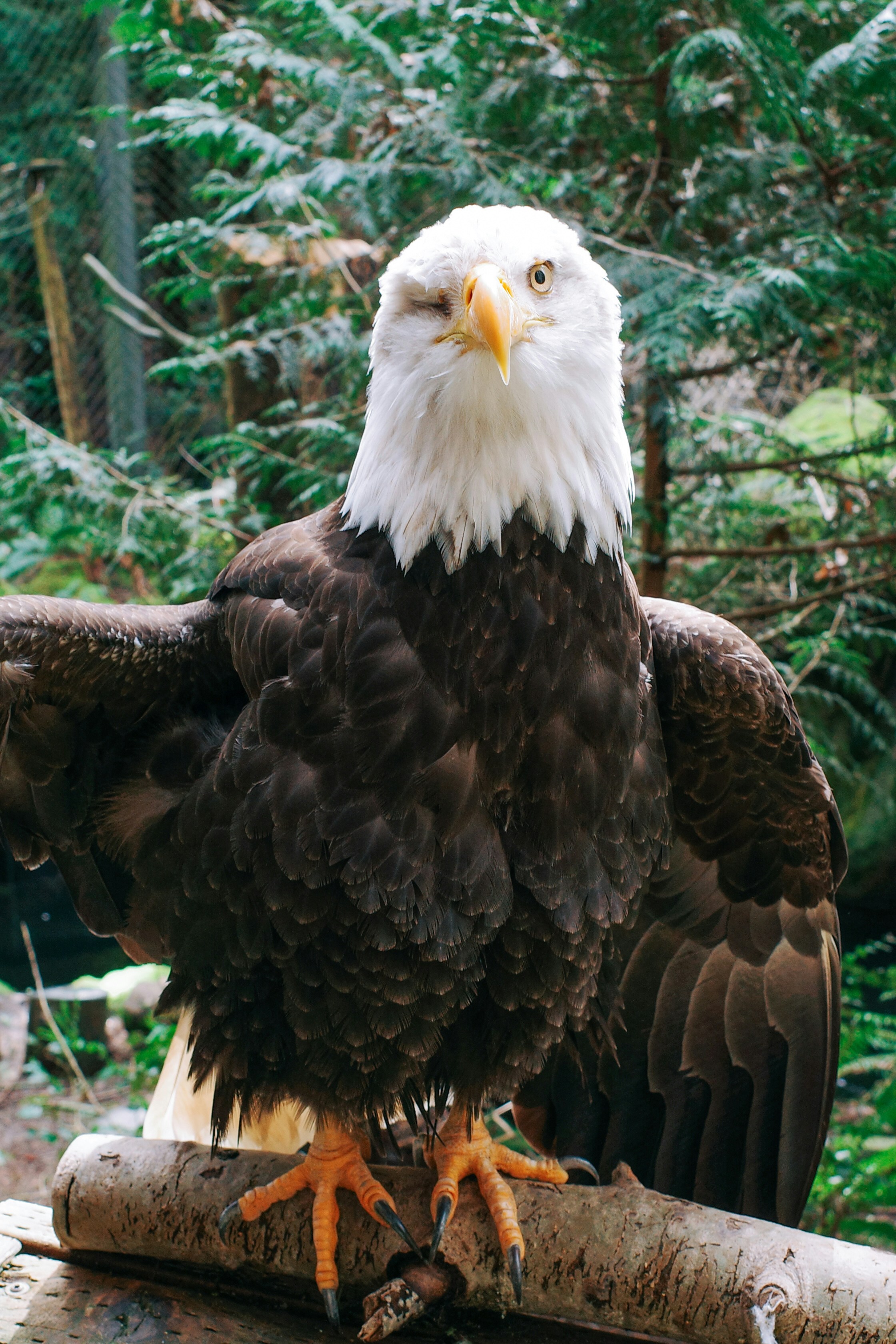 A Raptor's Gaze: Portrait of a Stately Bald Eagle