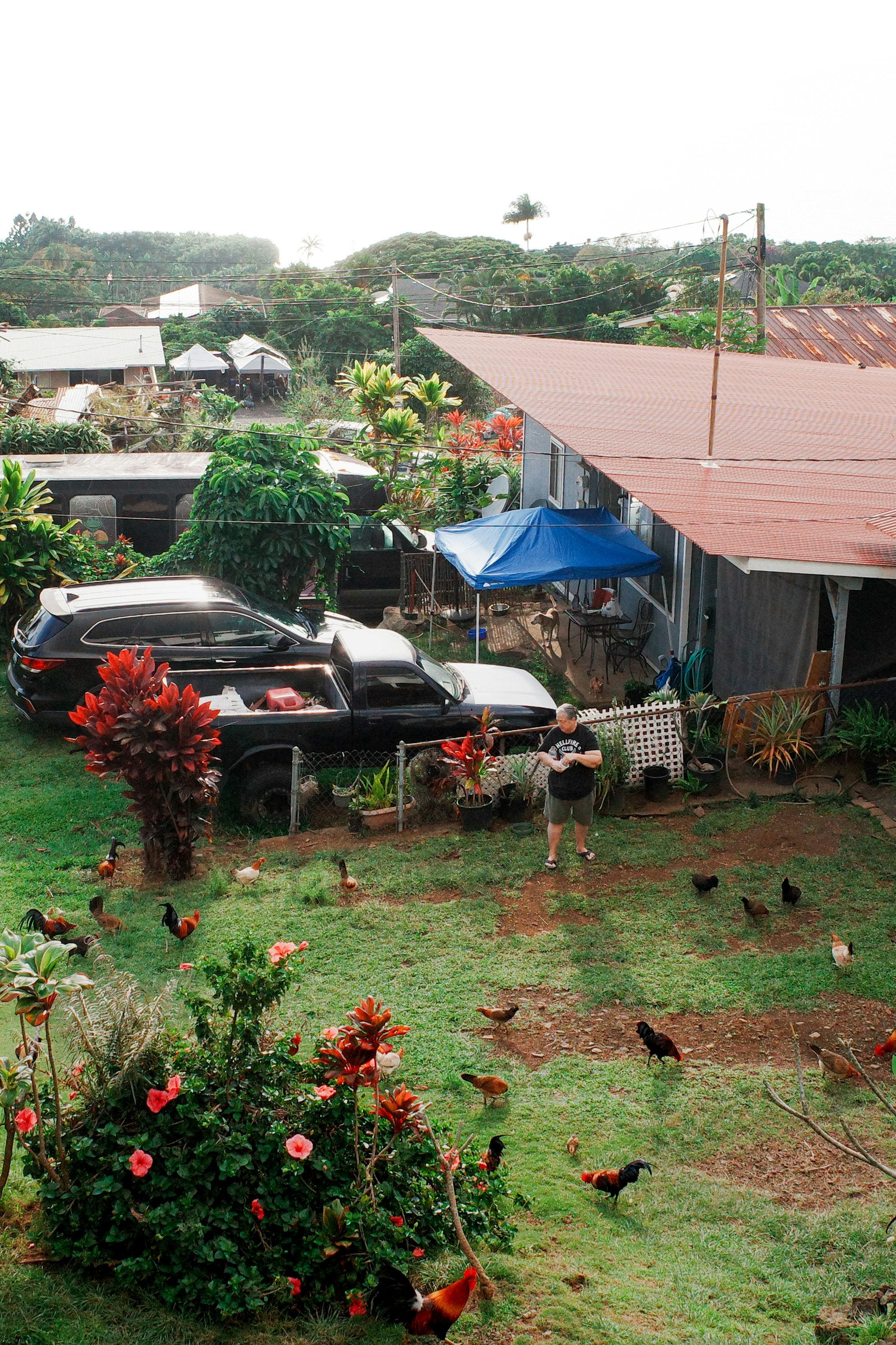 Backyard Harvest: A Gardener and Roaming Roosters Amid a Cozy Farmyard