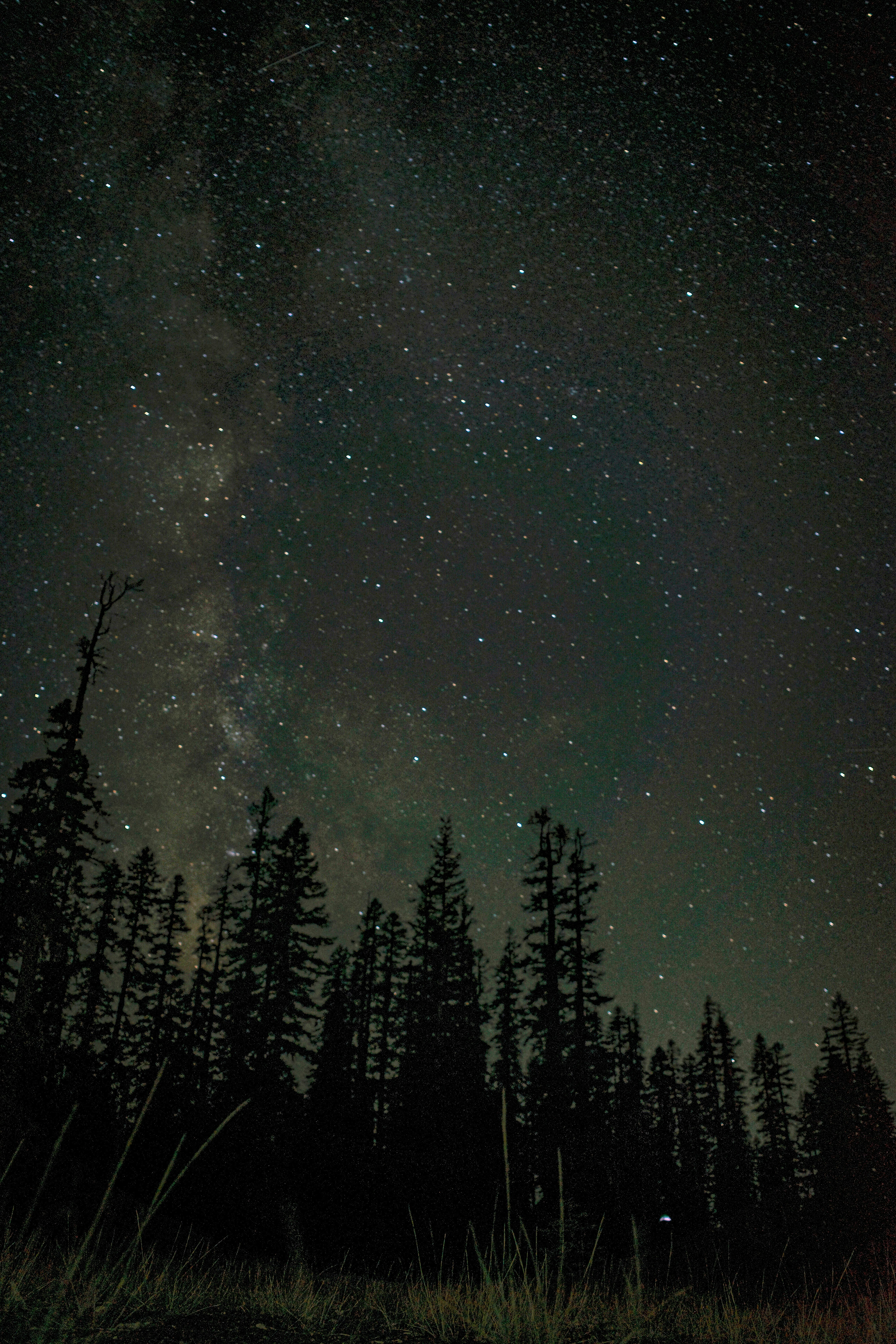 Starfield Above the Pines: Milky Way Drift over a Quiet Forest