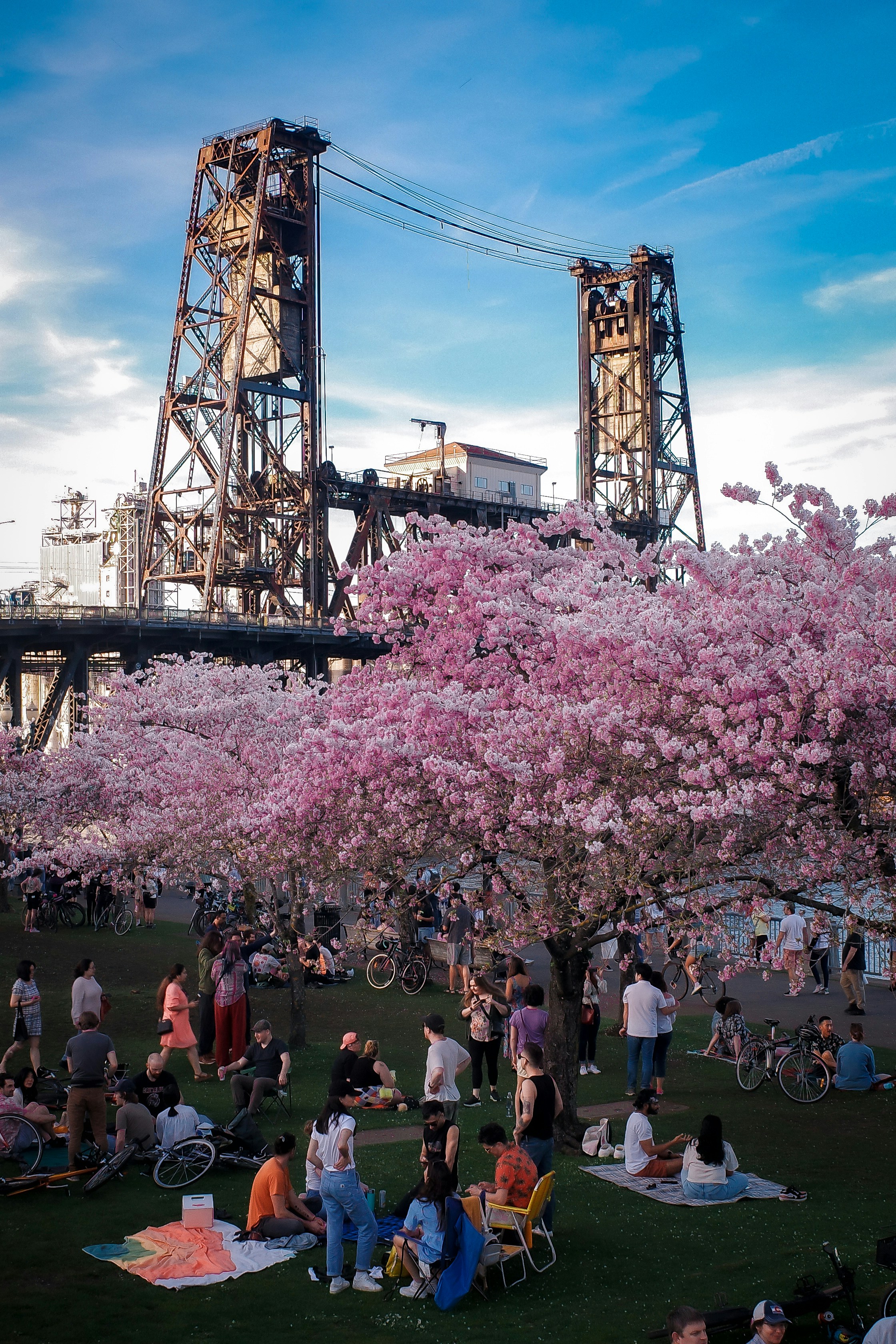 Cherry Blossom Portrait Under a Bridge: People, Picnic, and Pink Canopies