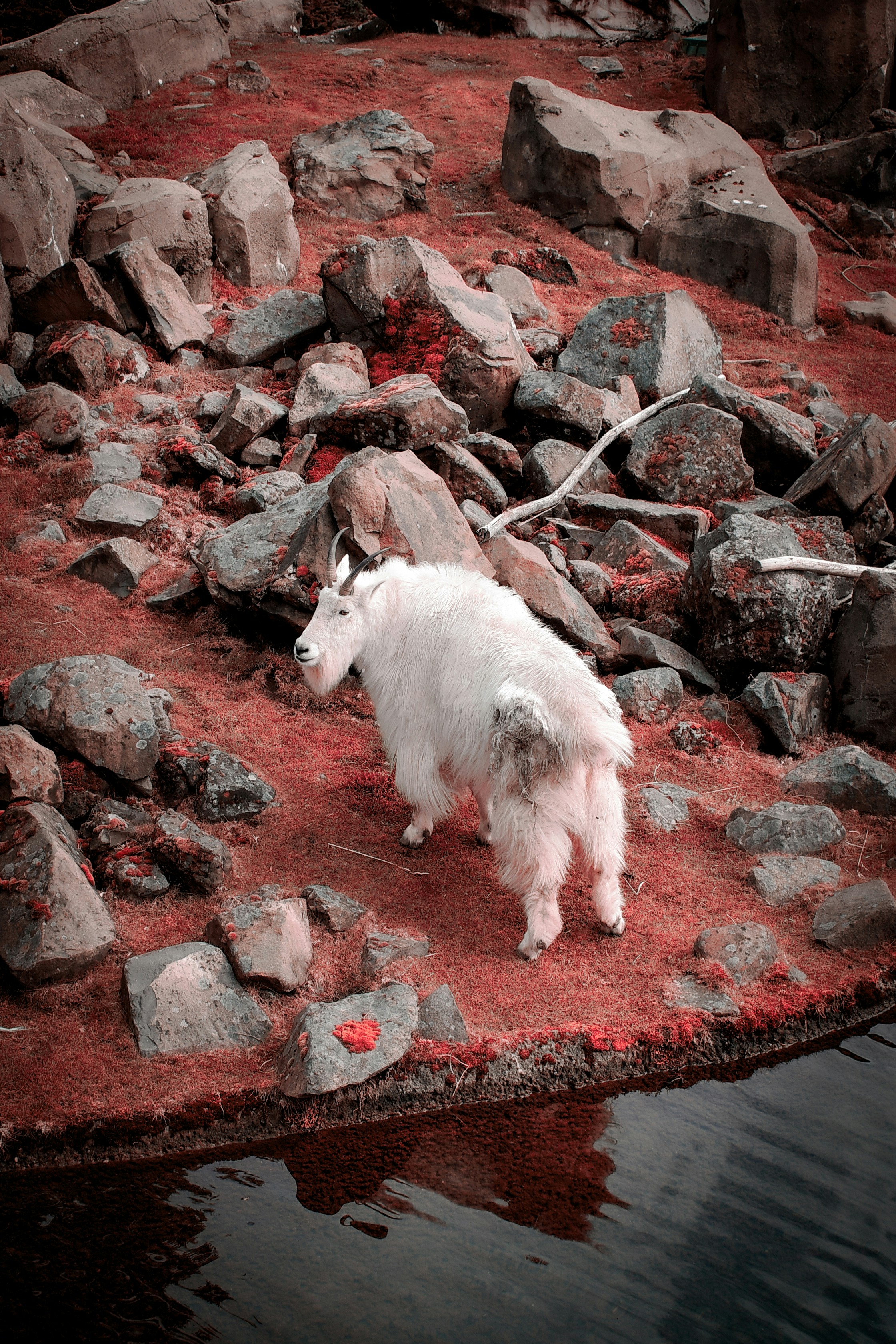 Snow Goat on a Red-Stone Path by the Water