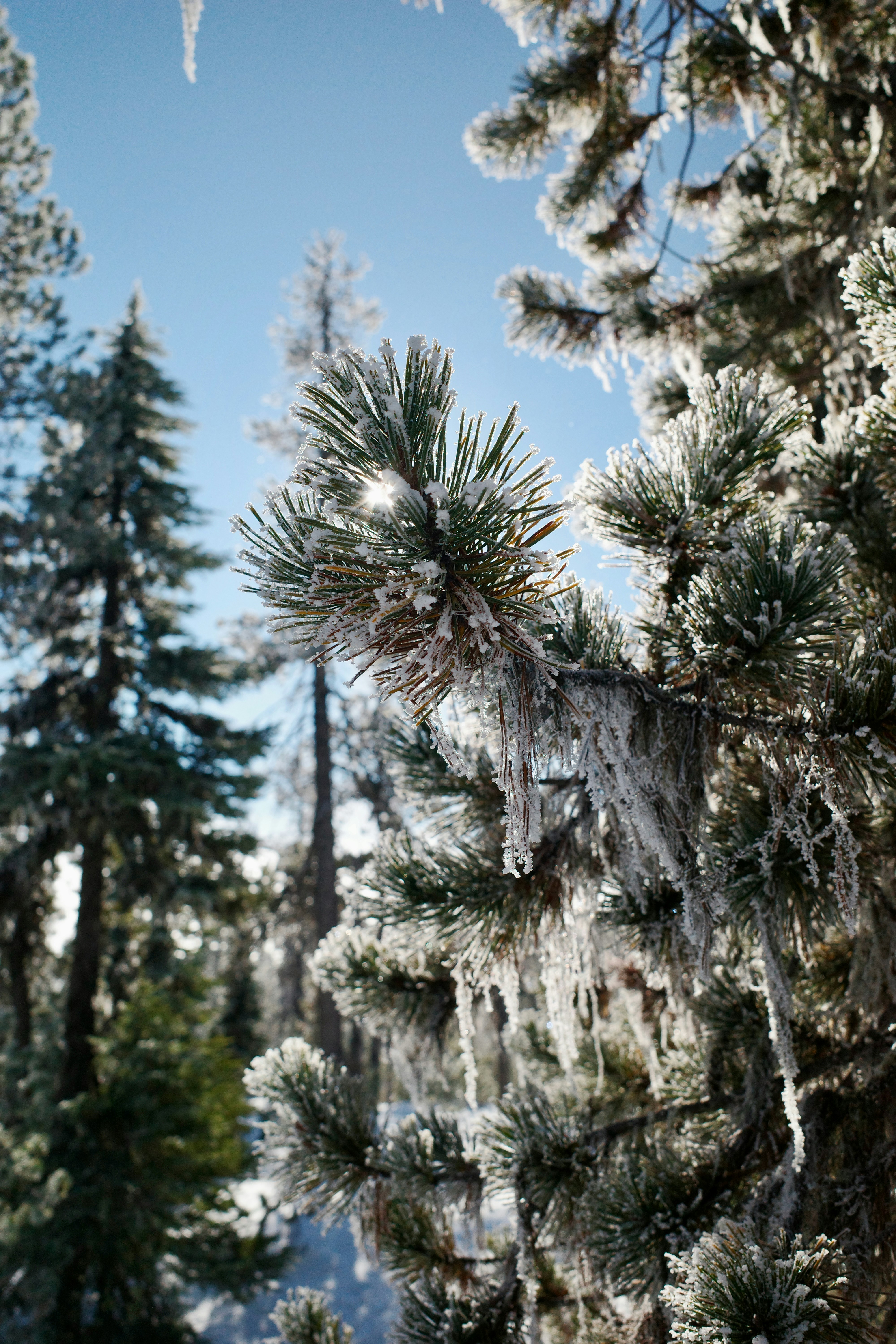 Frosted Pine Bough Reaching Toward a Bright Winter Sky