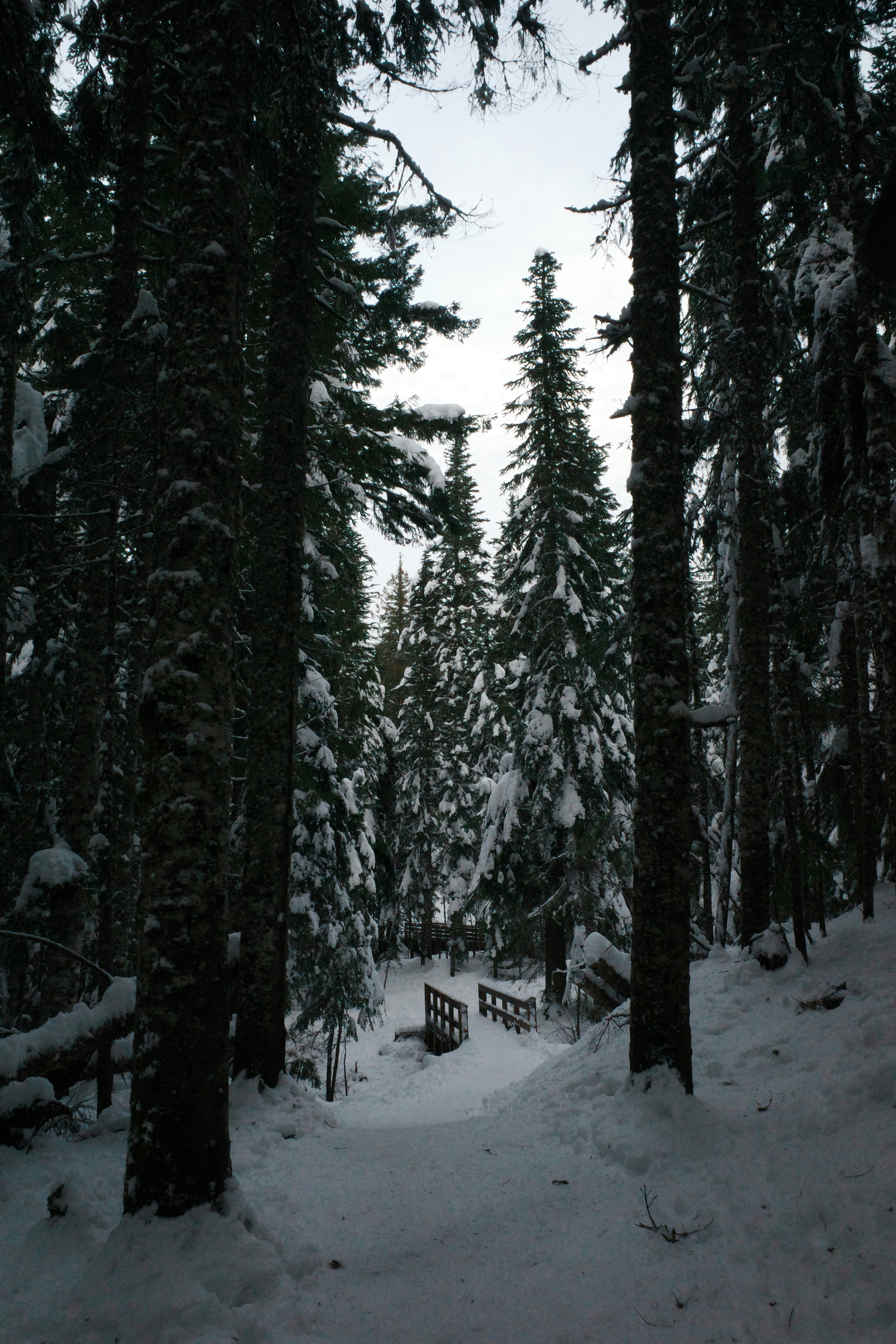 Snowbound Corridor: A Quiet Path Through Pine Shadows