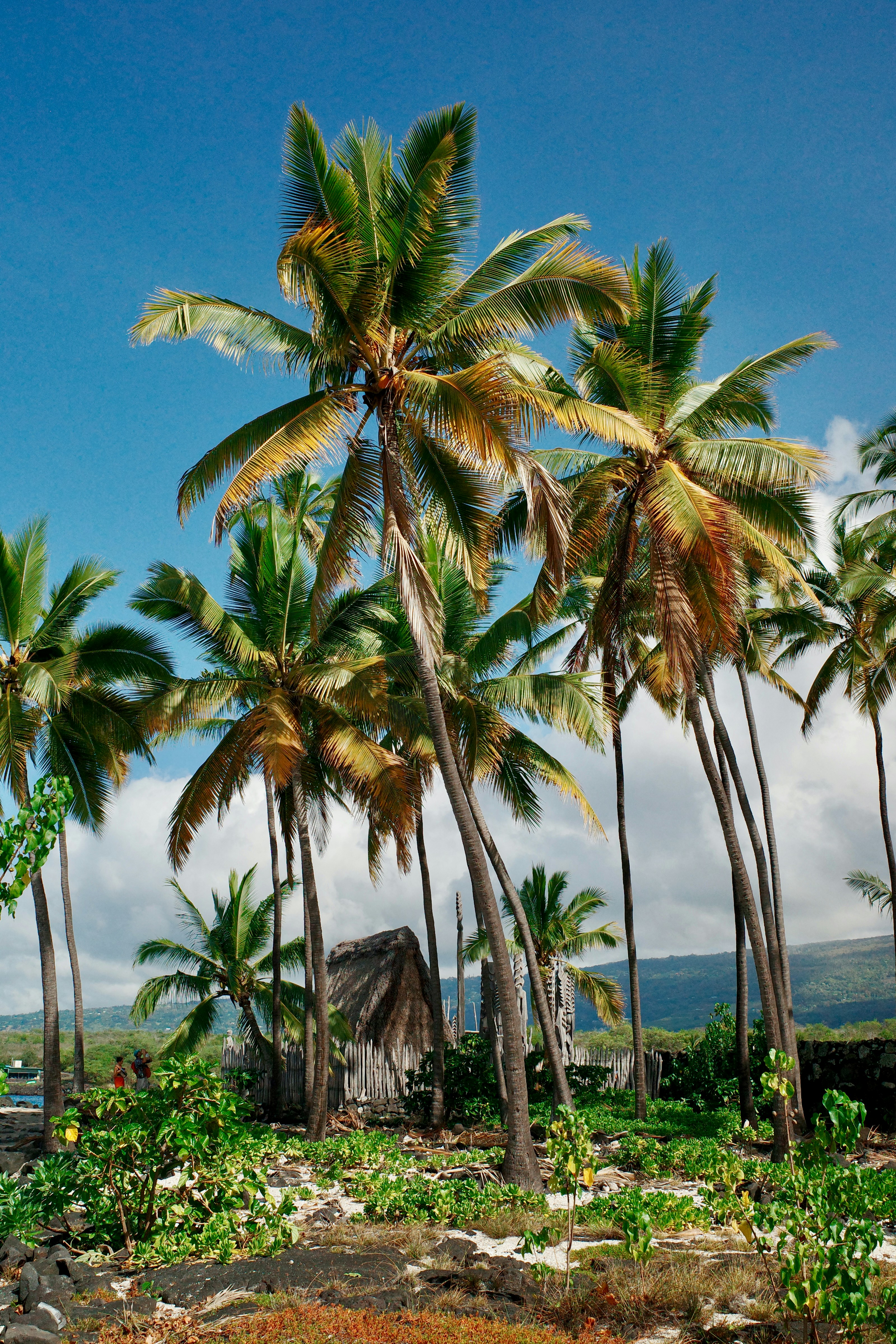 Palm Cathedral Under a Clear Caribbean Sky