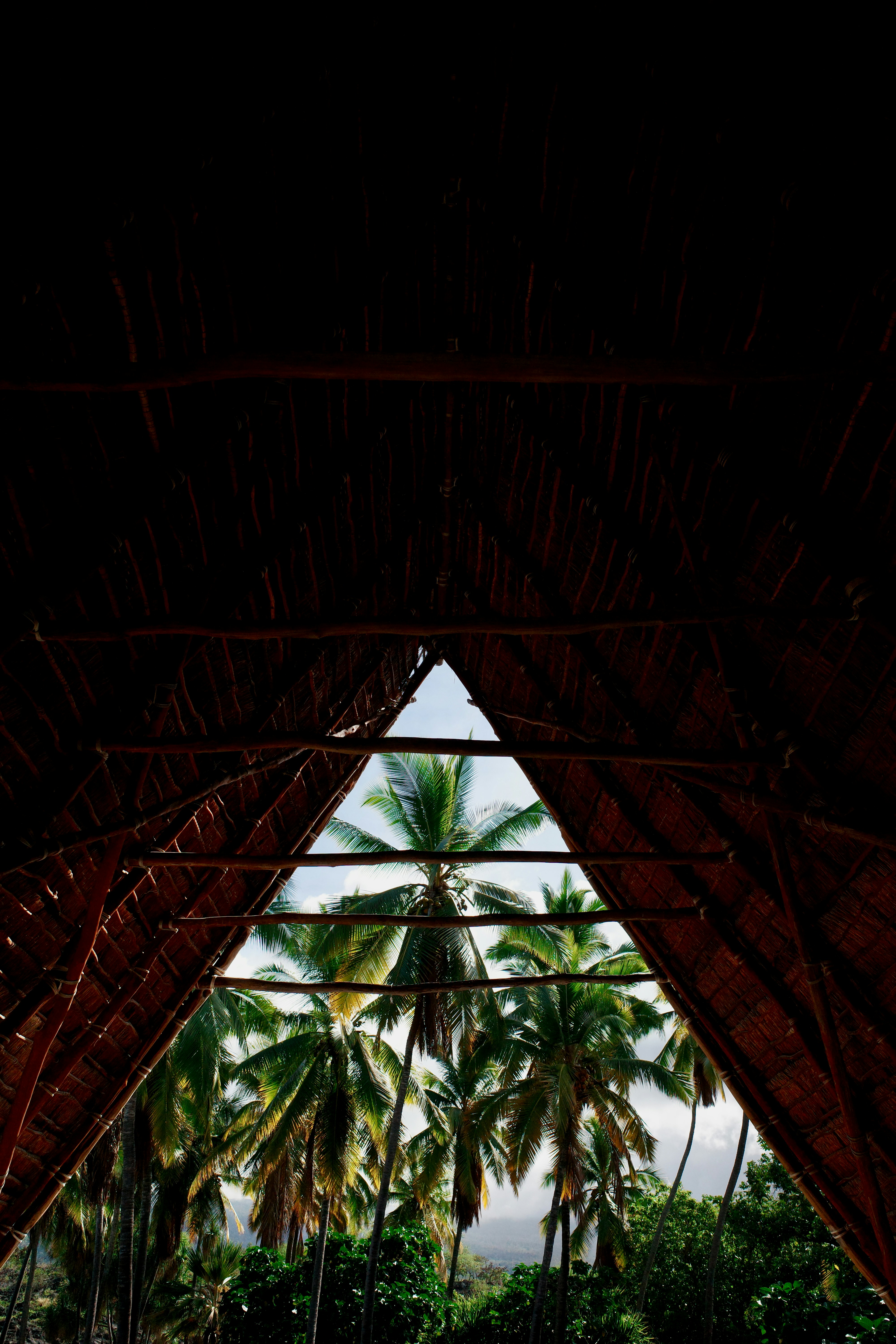 Light at the Palm-Arc: A View Through a Palapa Roof