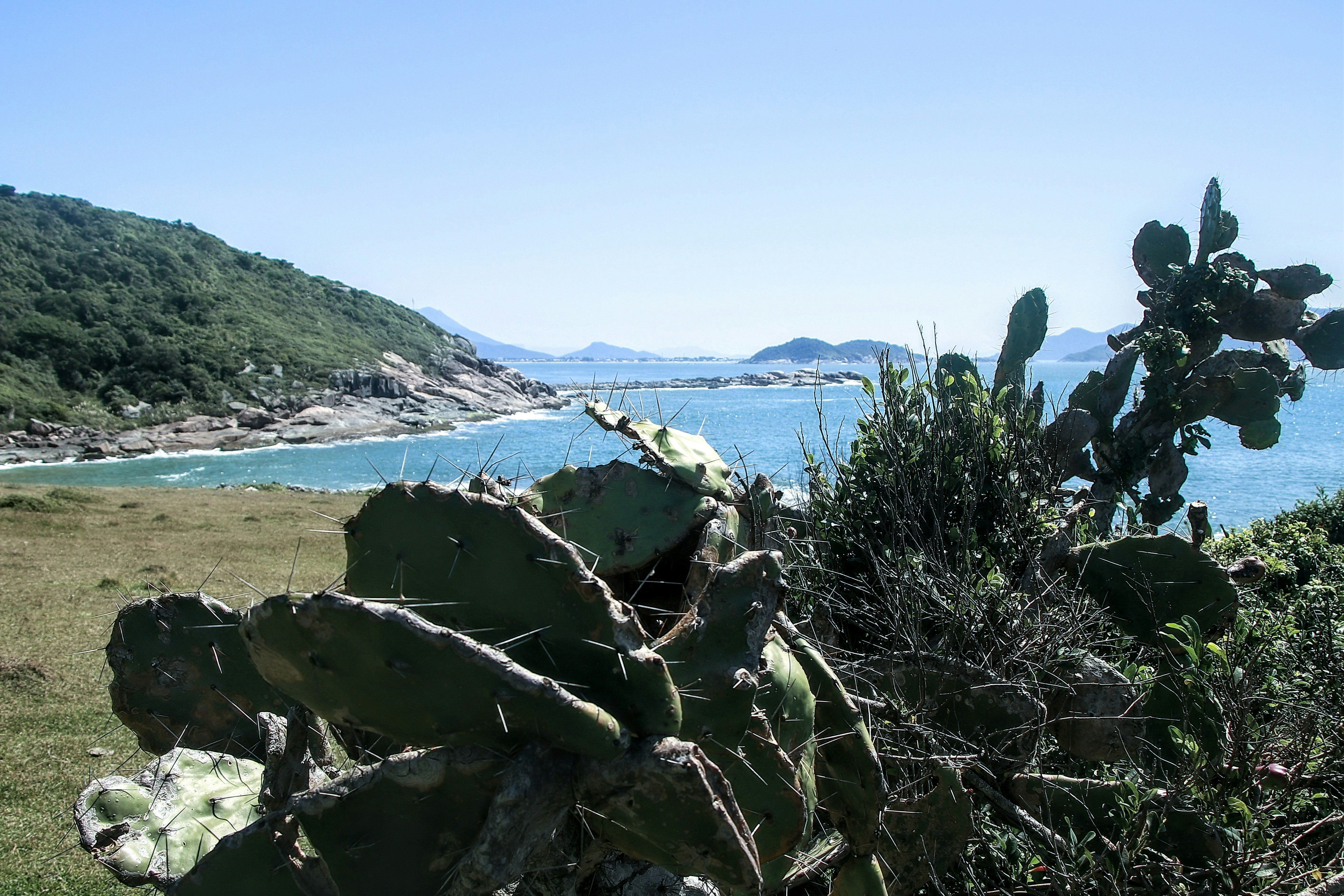 Sunlit coast against prickly foreground: a coastal cove scene