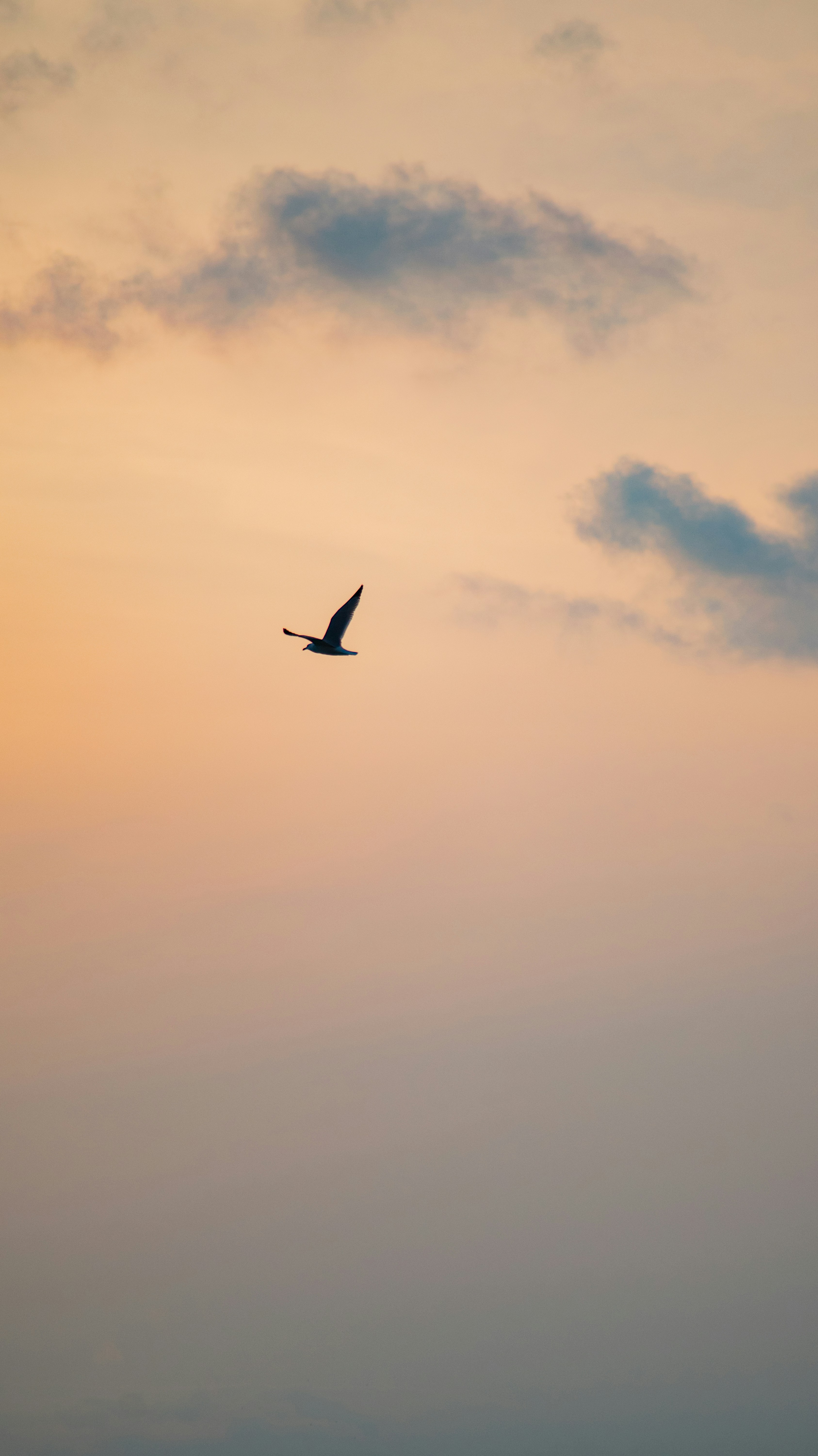 Soaring Silhouette: A Lone Gull Against a Pastel Dusk