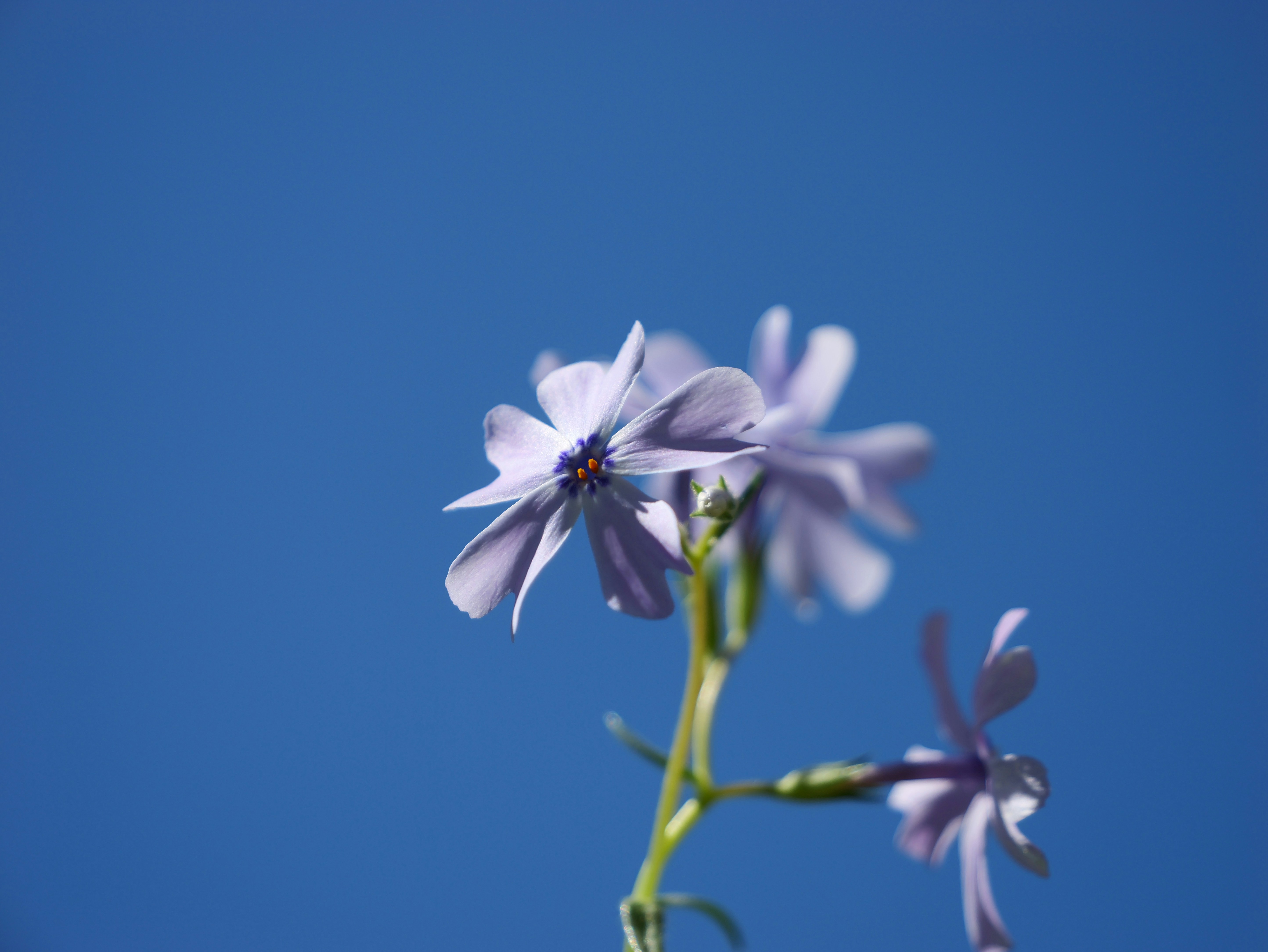 Azure Bloom: Violet Flowers Against a Clear Sky