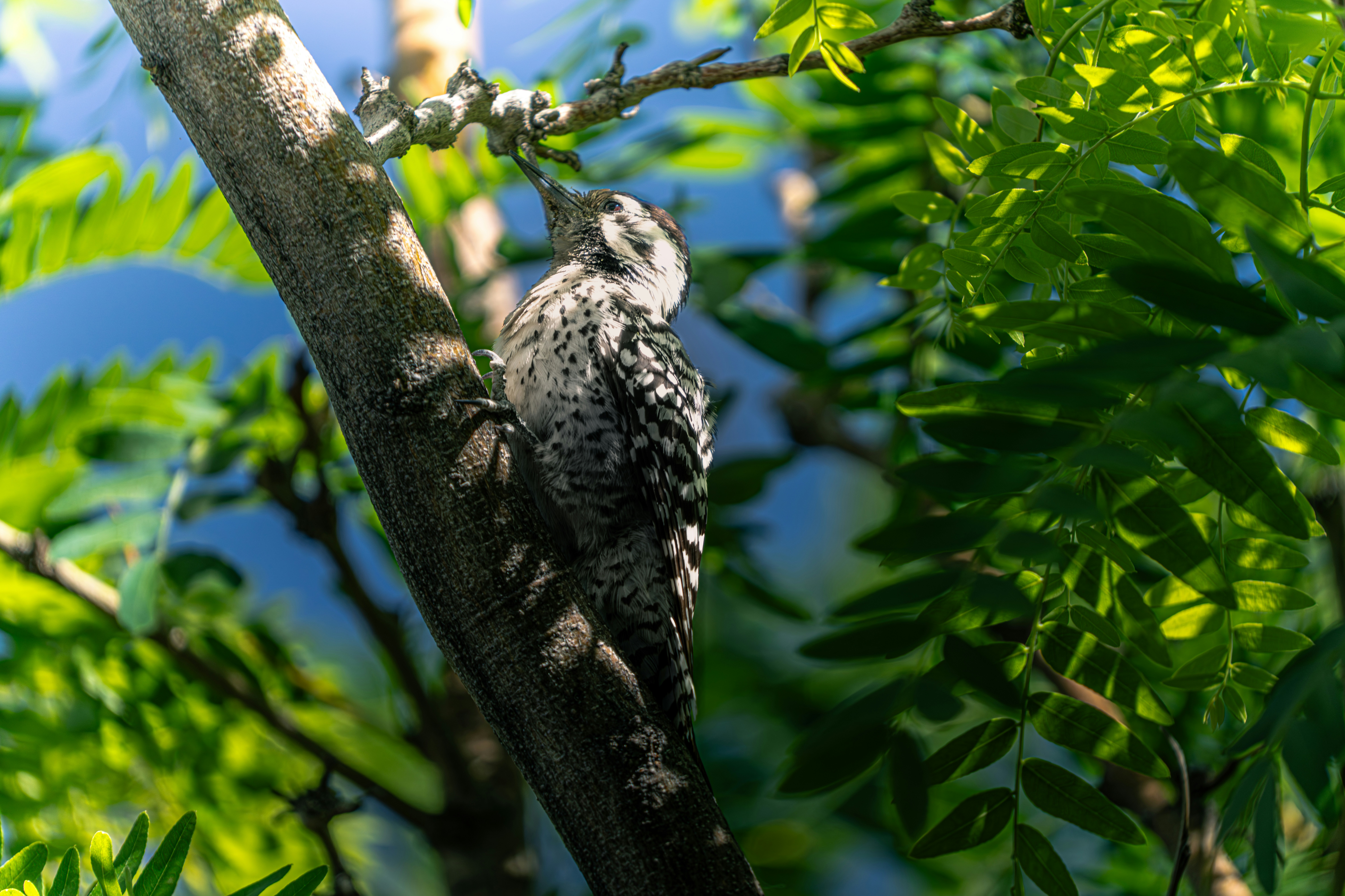 Perched Speckle-Wing in Patchwork Shade