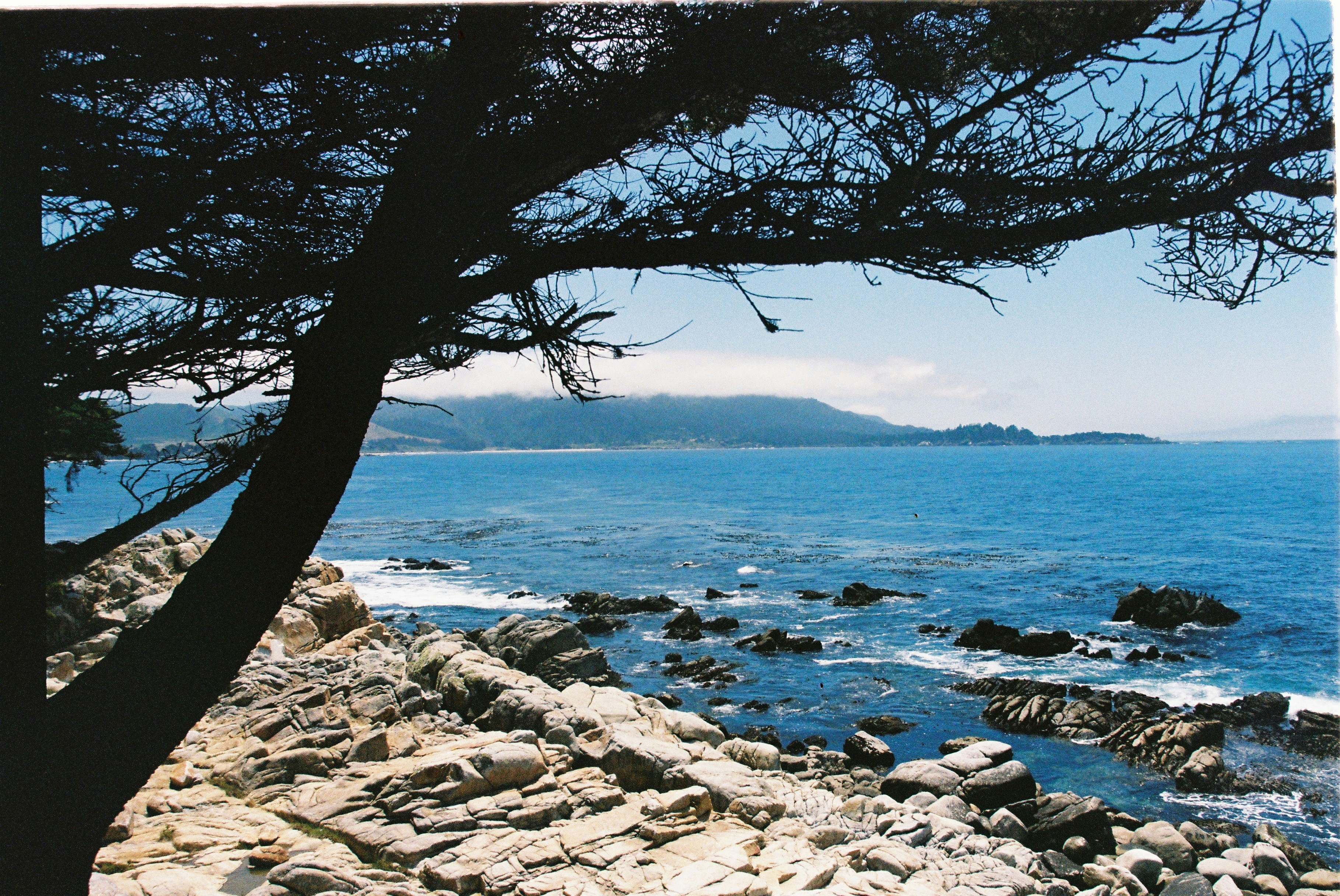 Coastal Silhouette: Rocky Shoreline beneath a Weathered Tree