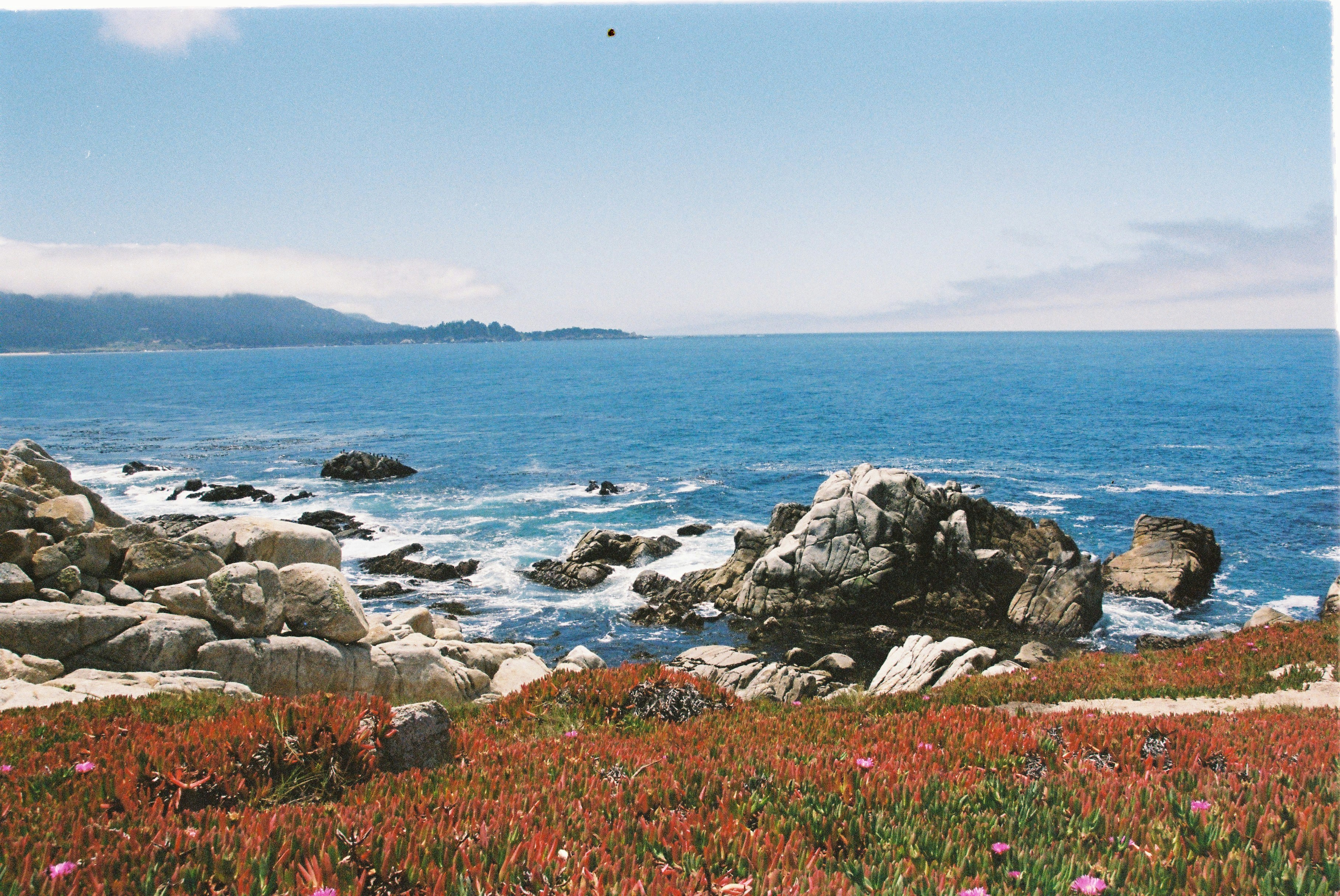 Craggy shore with red wildflowers in the foreground and a calm blue ocean meeting a distant coastline under a clear sky.