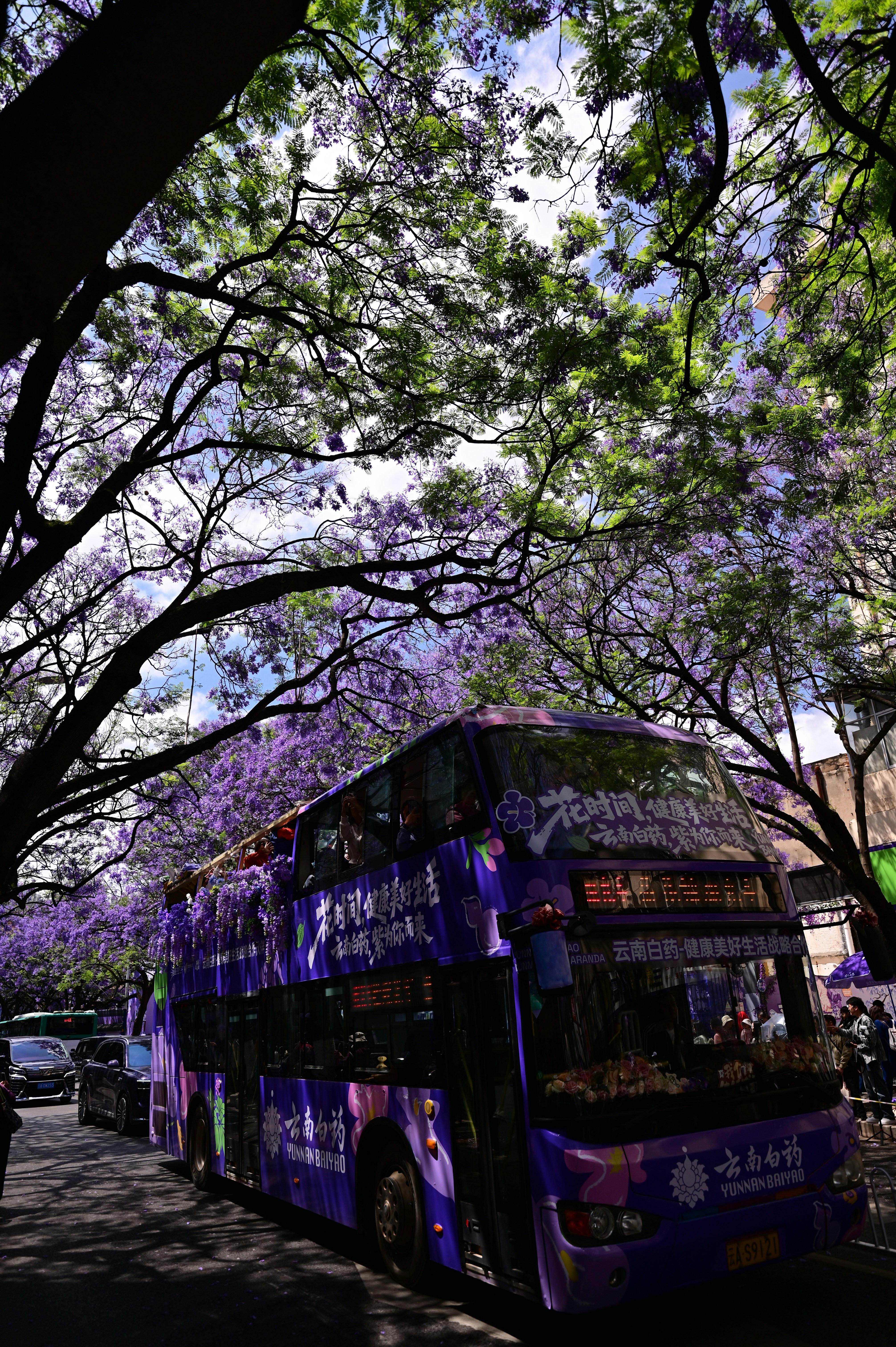 Purple Blossom Parade: A City Bus Beneath Blooming Canopy