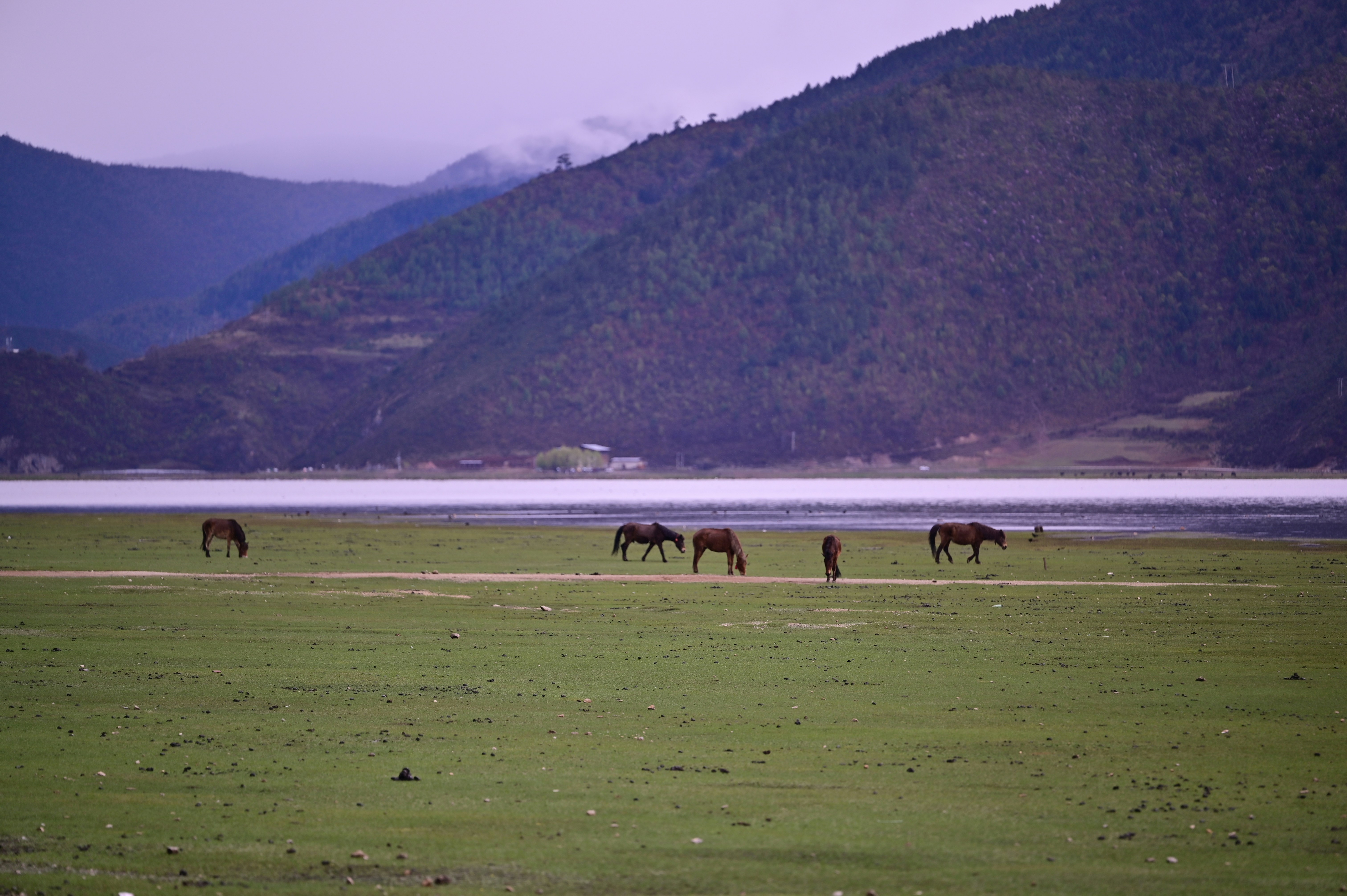 Pasture Dawn: Horses Grazing at the Lake’s Edge