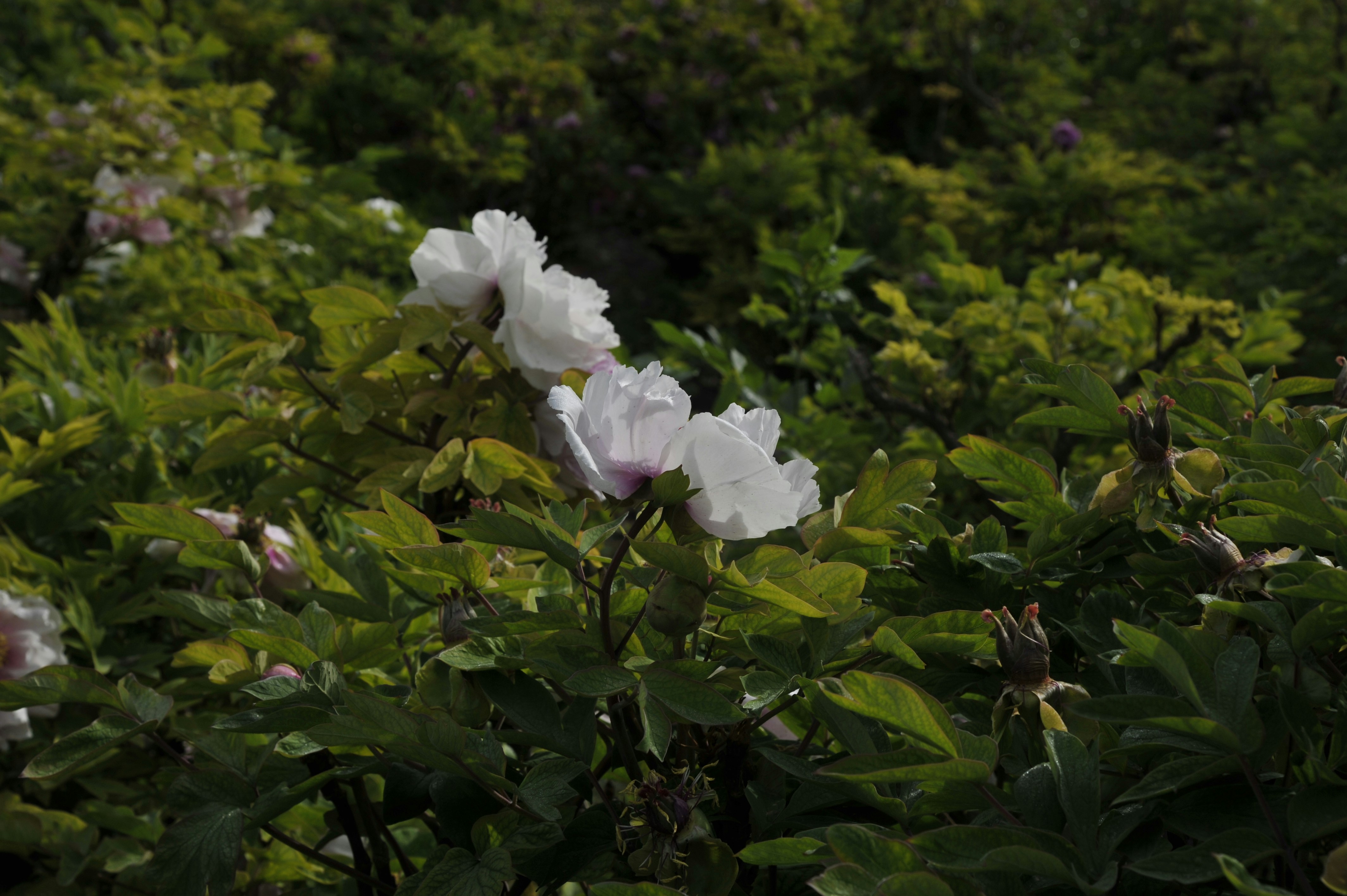 White blossoms amid dusky green: a quiet garden moment