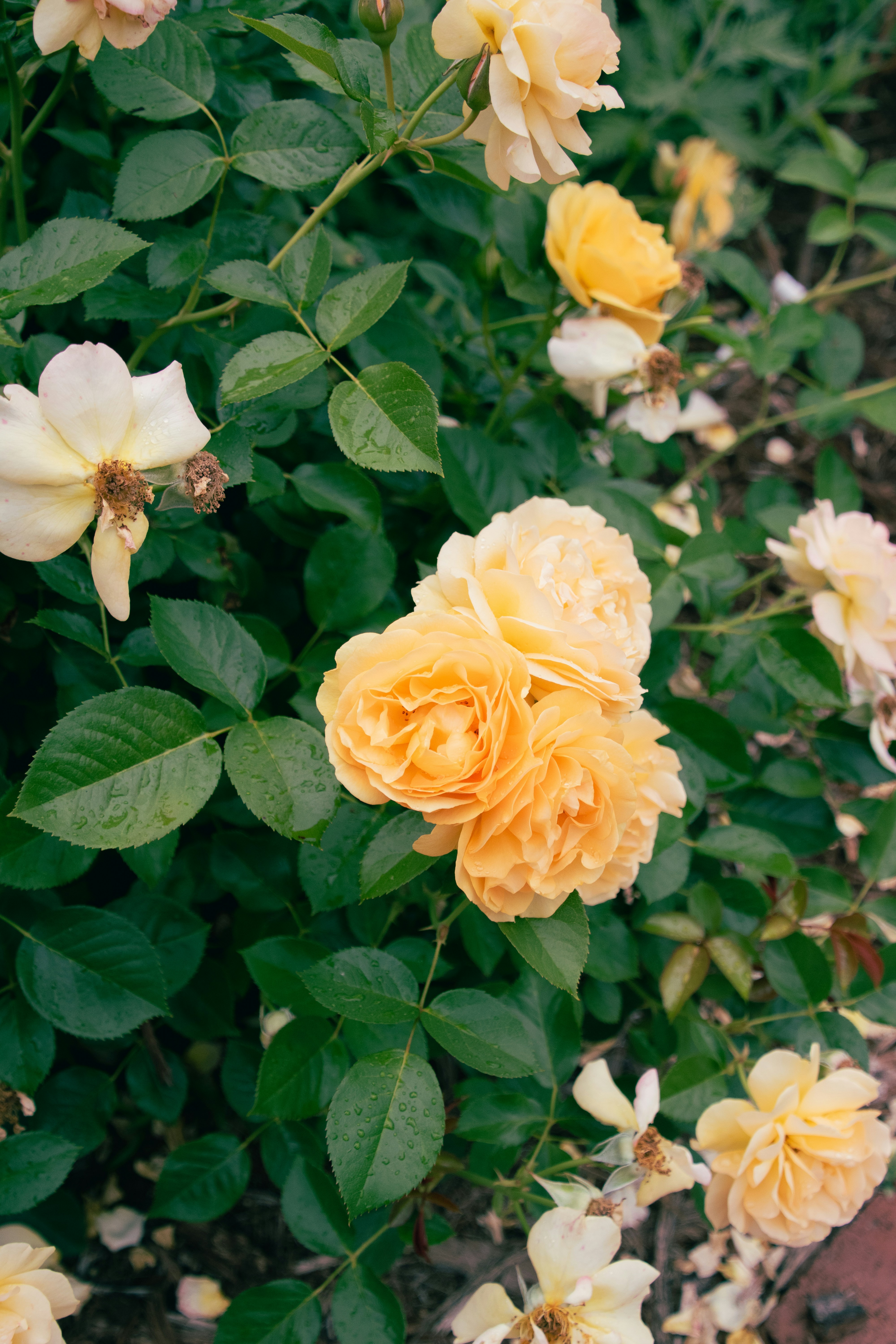 Golden Cascade: A Cluster of Peach Roses in a Lush Hedge