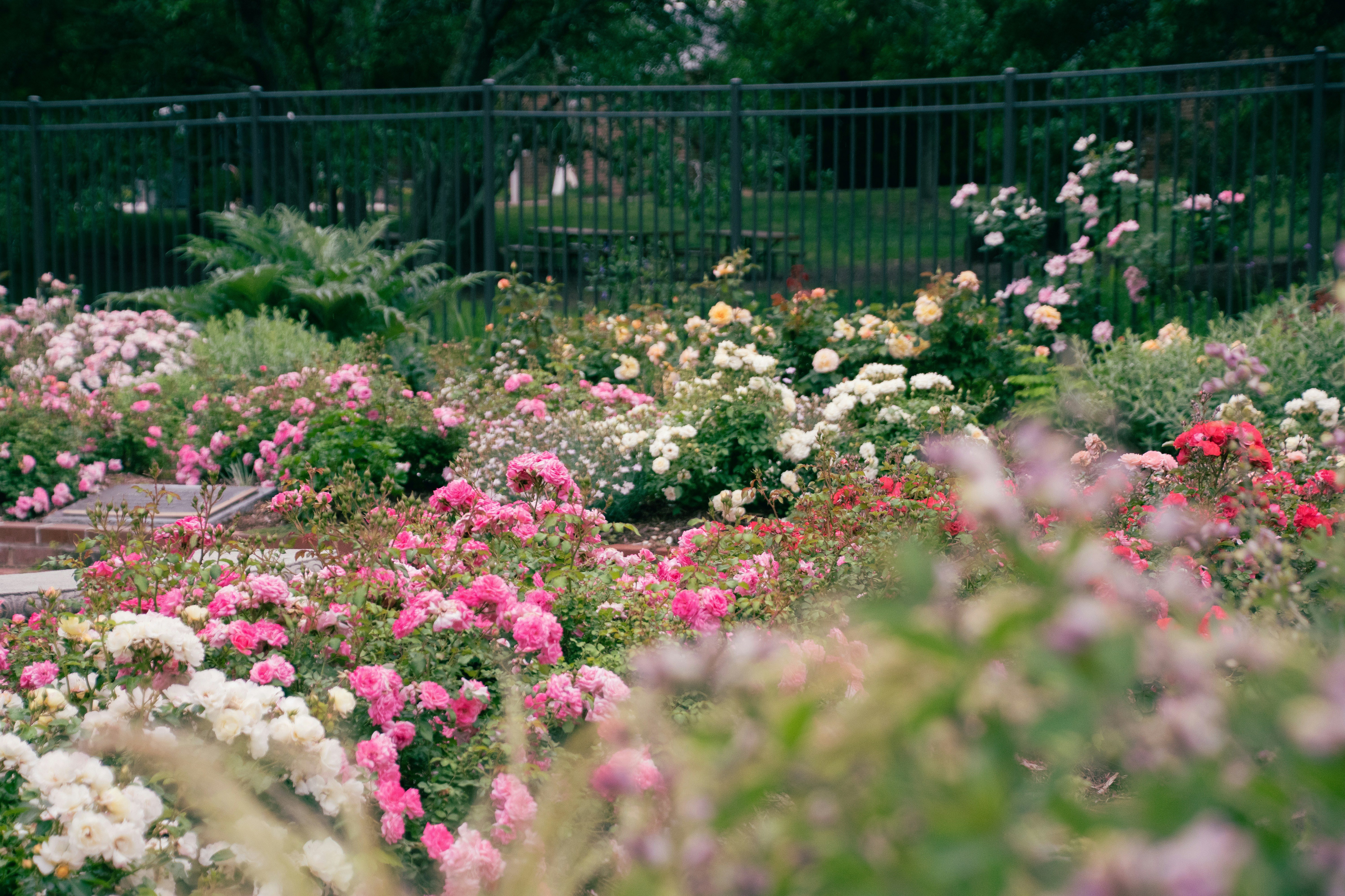 Rose Garden in Bloom: Soft Focus Pathway and Fence