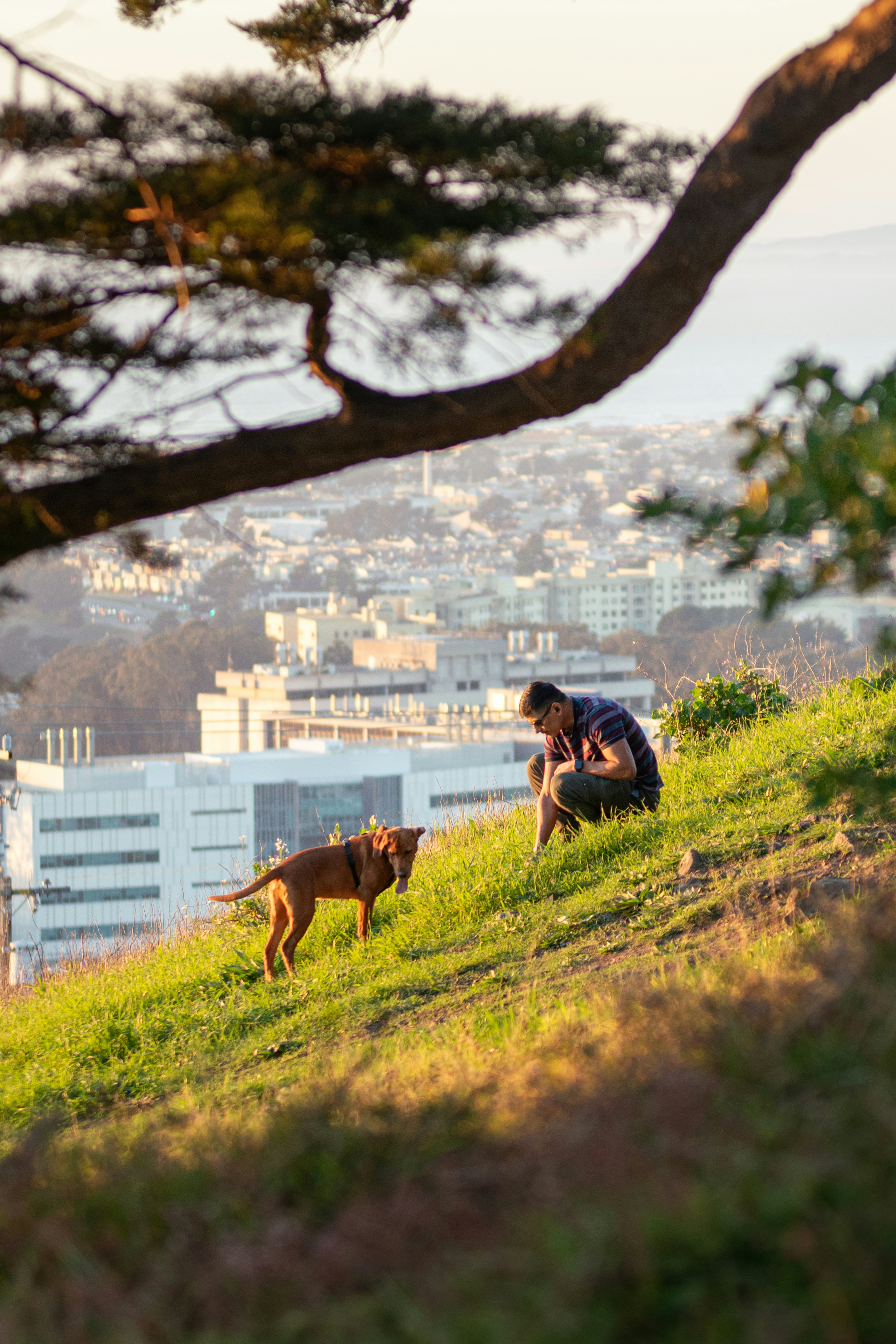 Hilltop Encounter: Man and Dog Overlooking a City