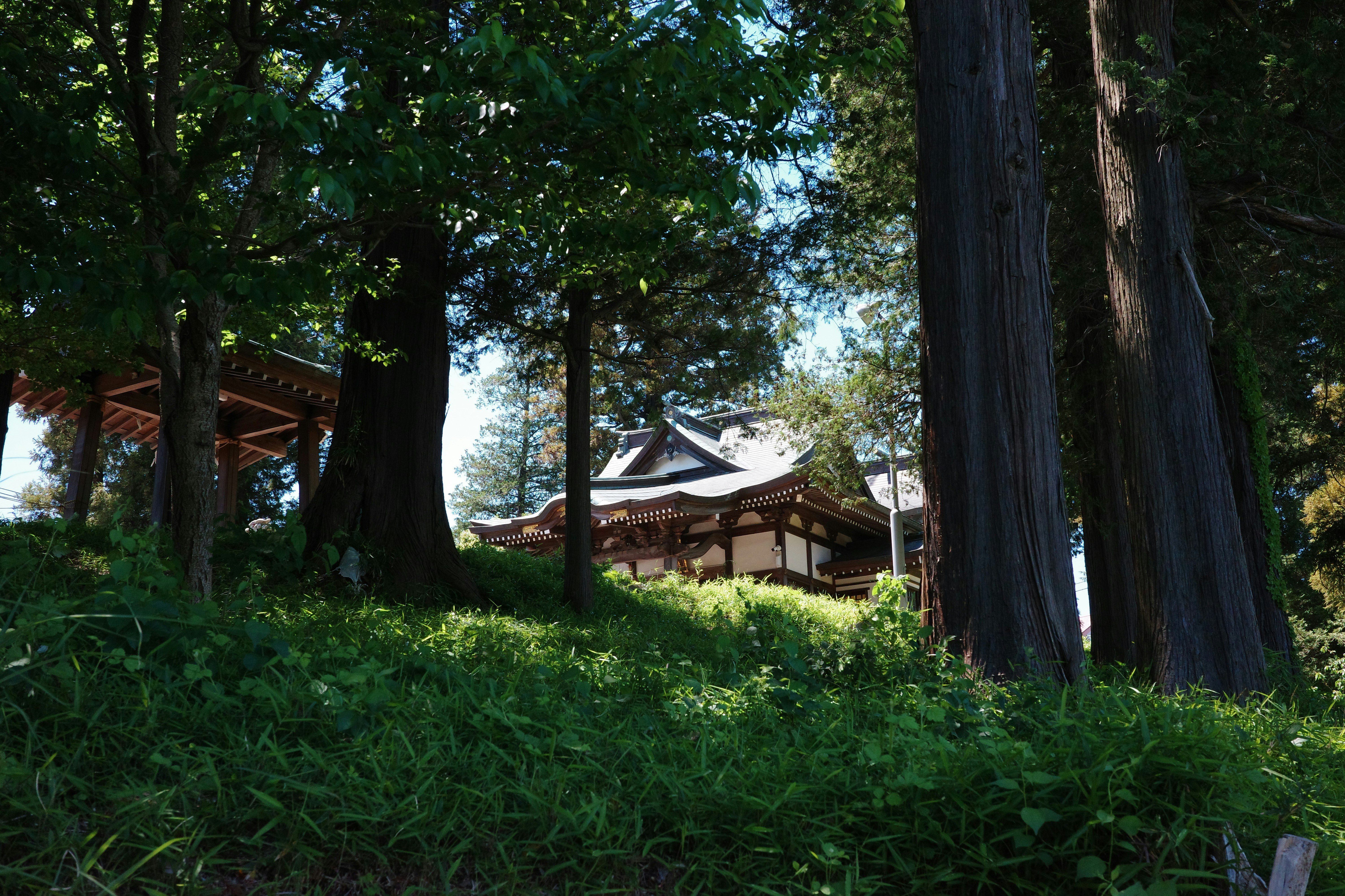 Temple Amid Dense Greenery: A Quiet Shrine Framed by Forest