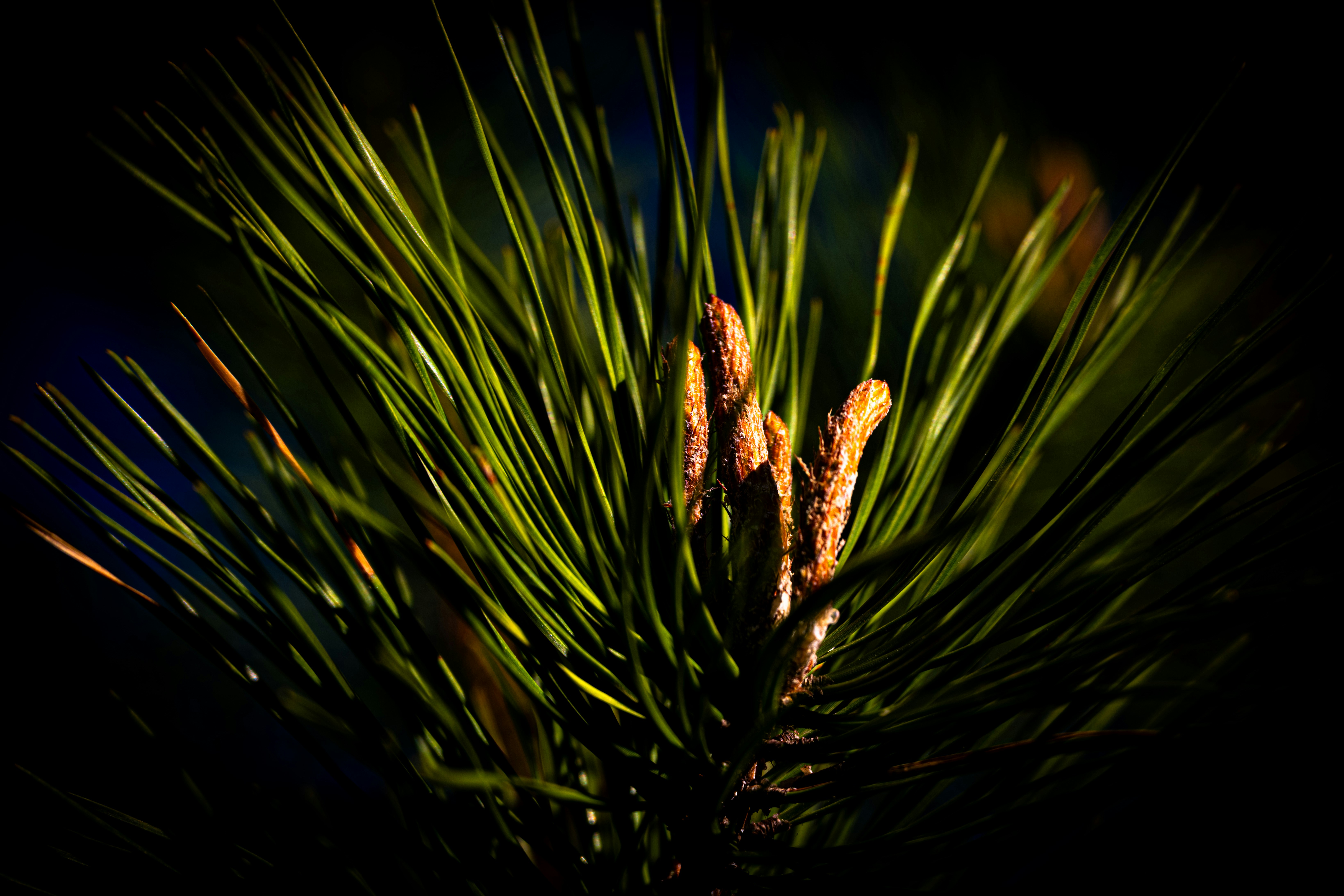 Central Pine Flush: A Macro Moment of Needle and Resin