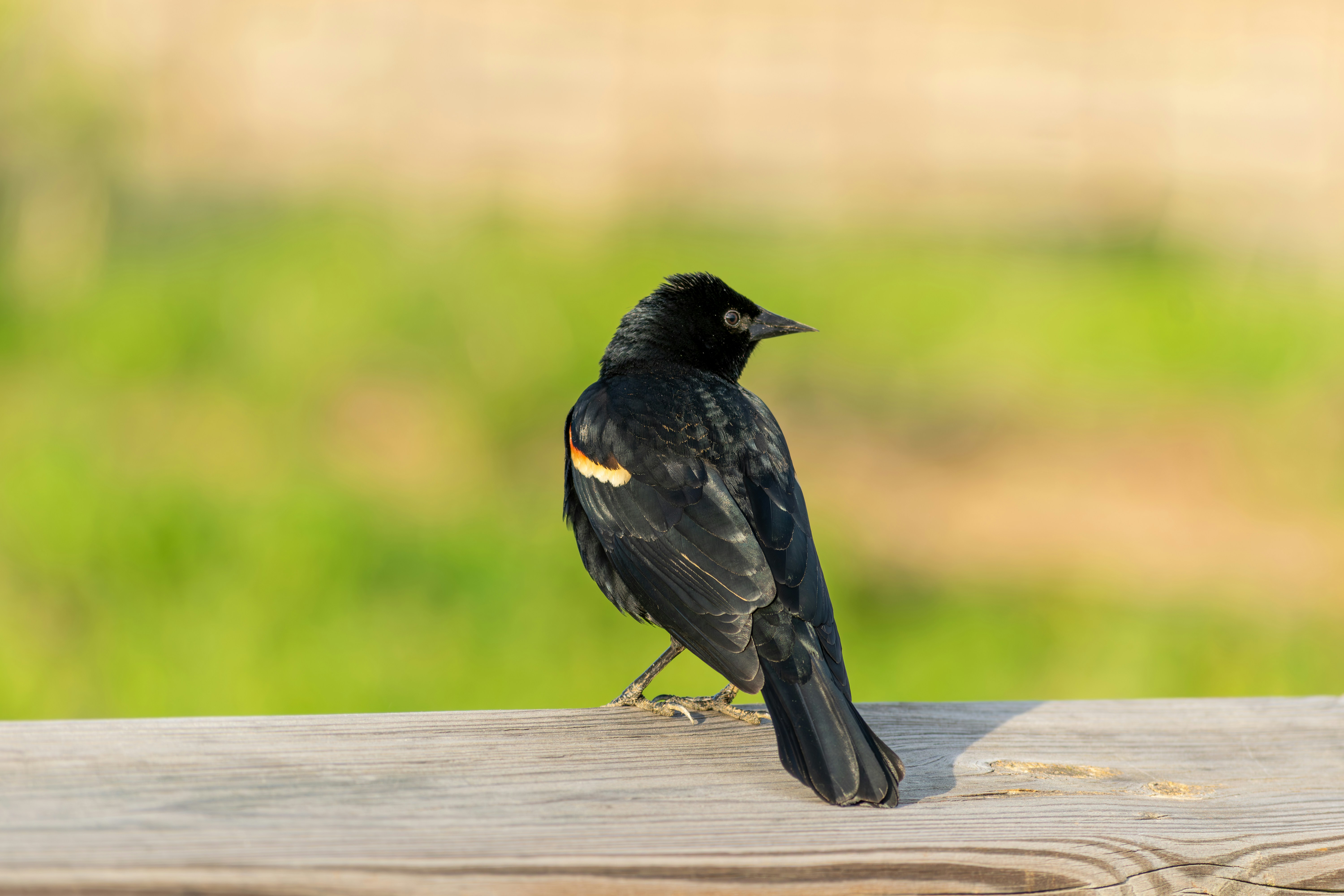 Blackbird on Weathered Wood: A Quiet Perch with Dappled Light
