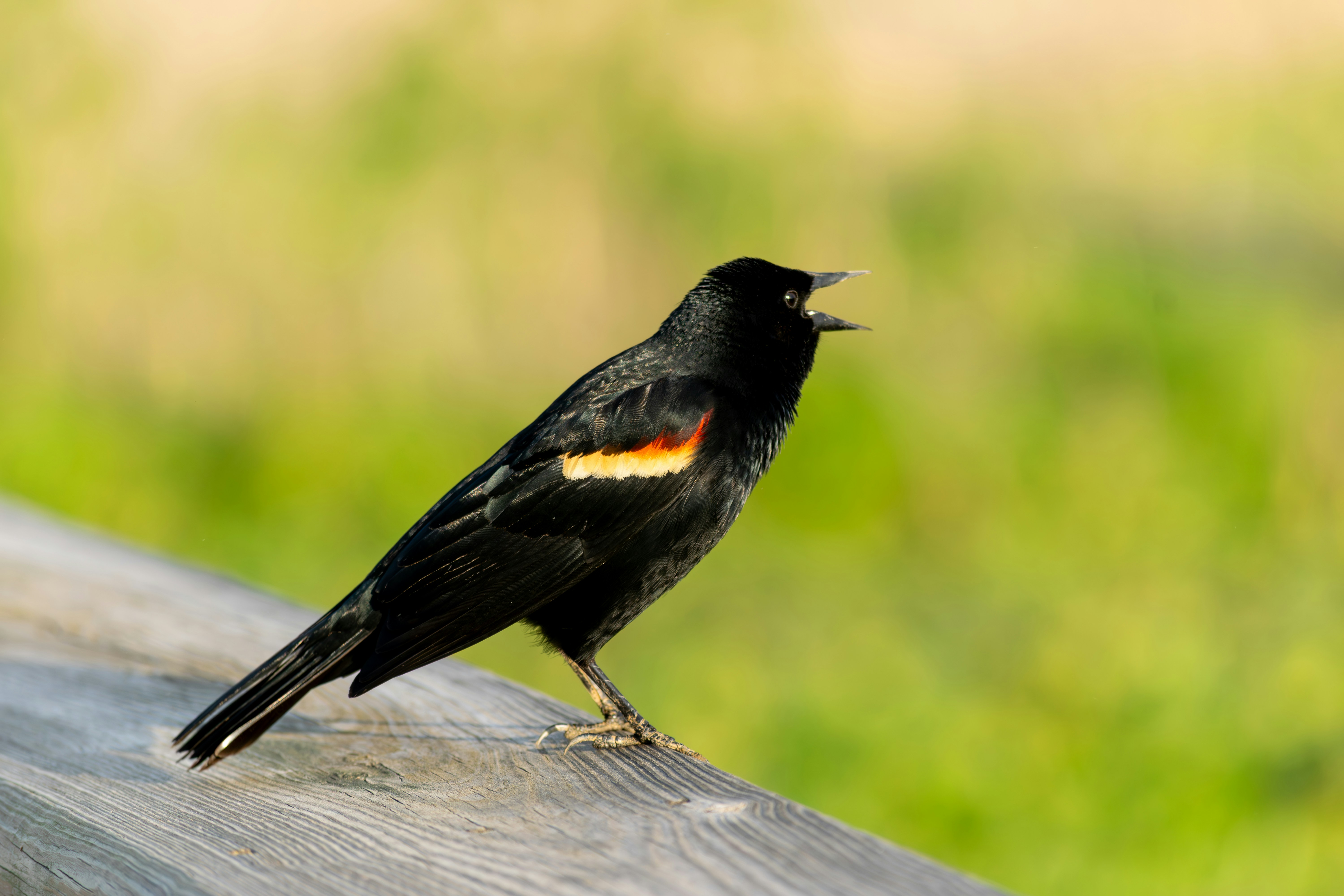 Robin on a Weathered Rail: Blackbird with a Scarlet Patch