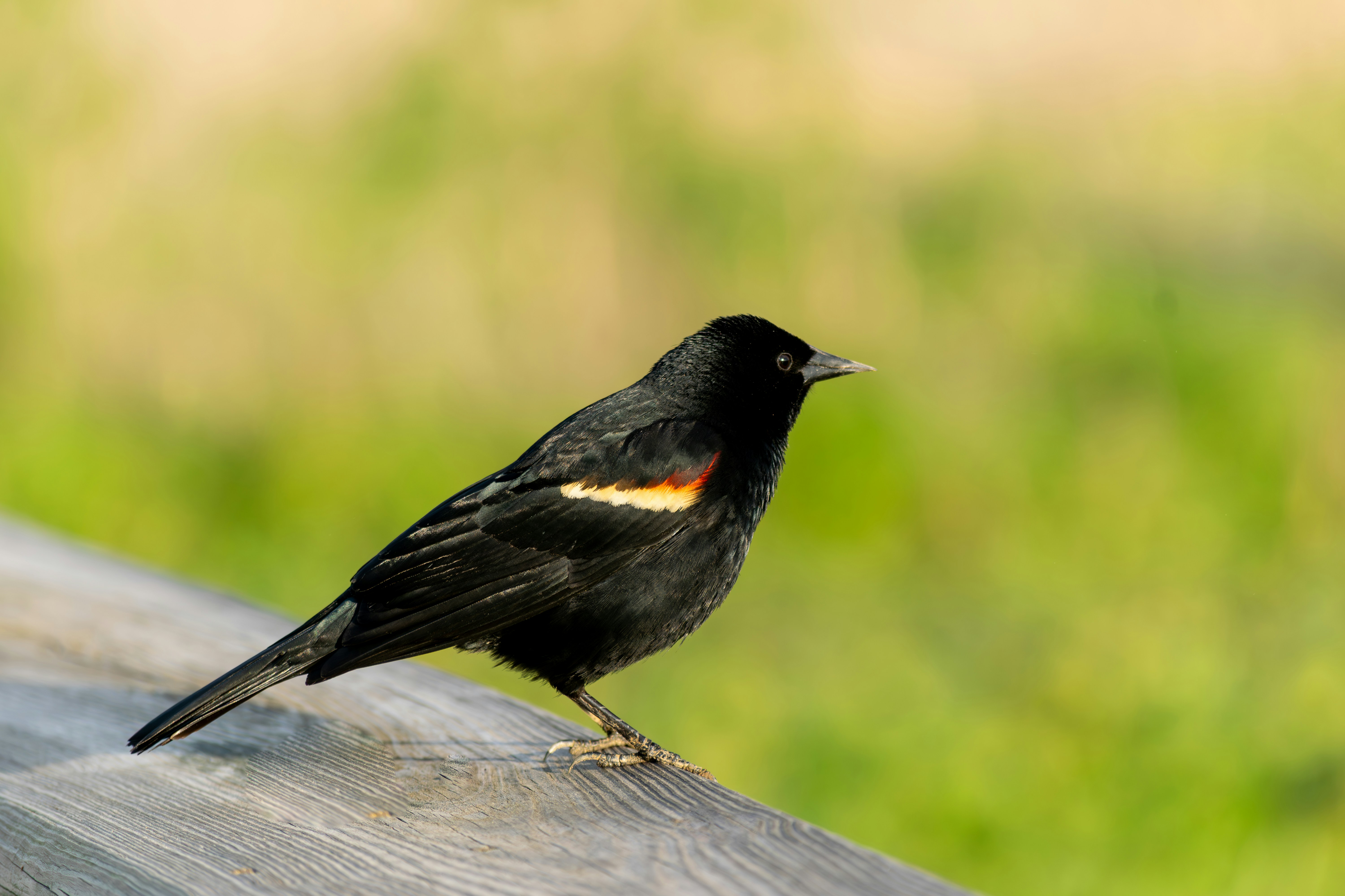 Red-winged Blackbird Perched on Weathered Wood