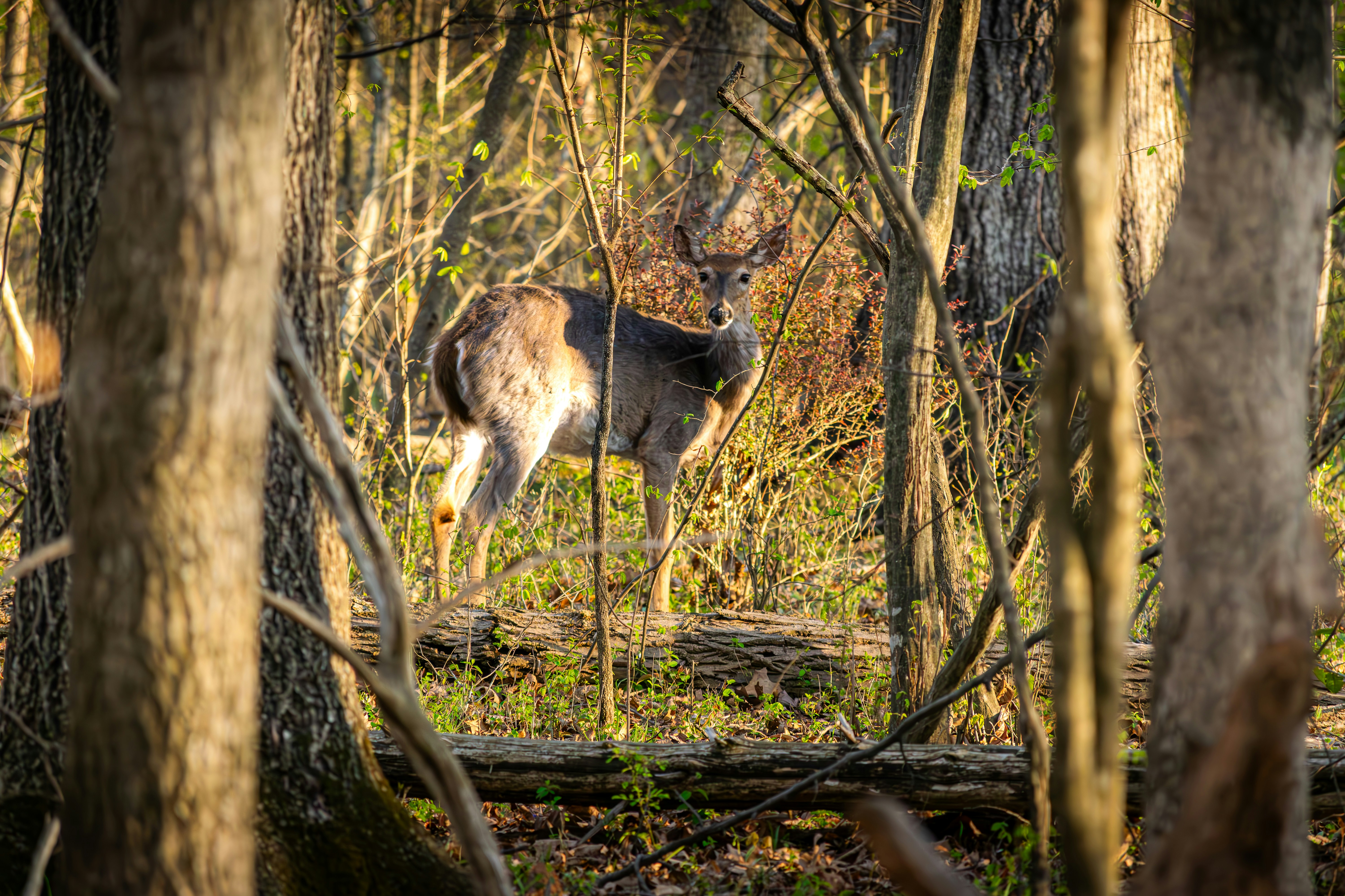 Stalk and Silhouette: A Doe Steps into the Dappled Dawn